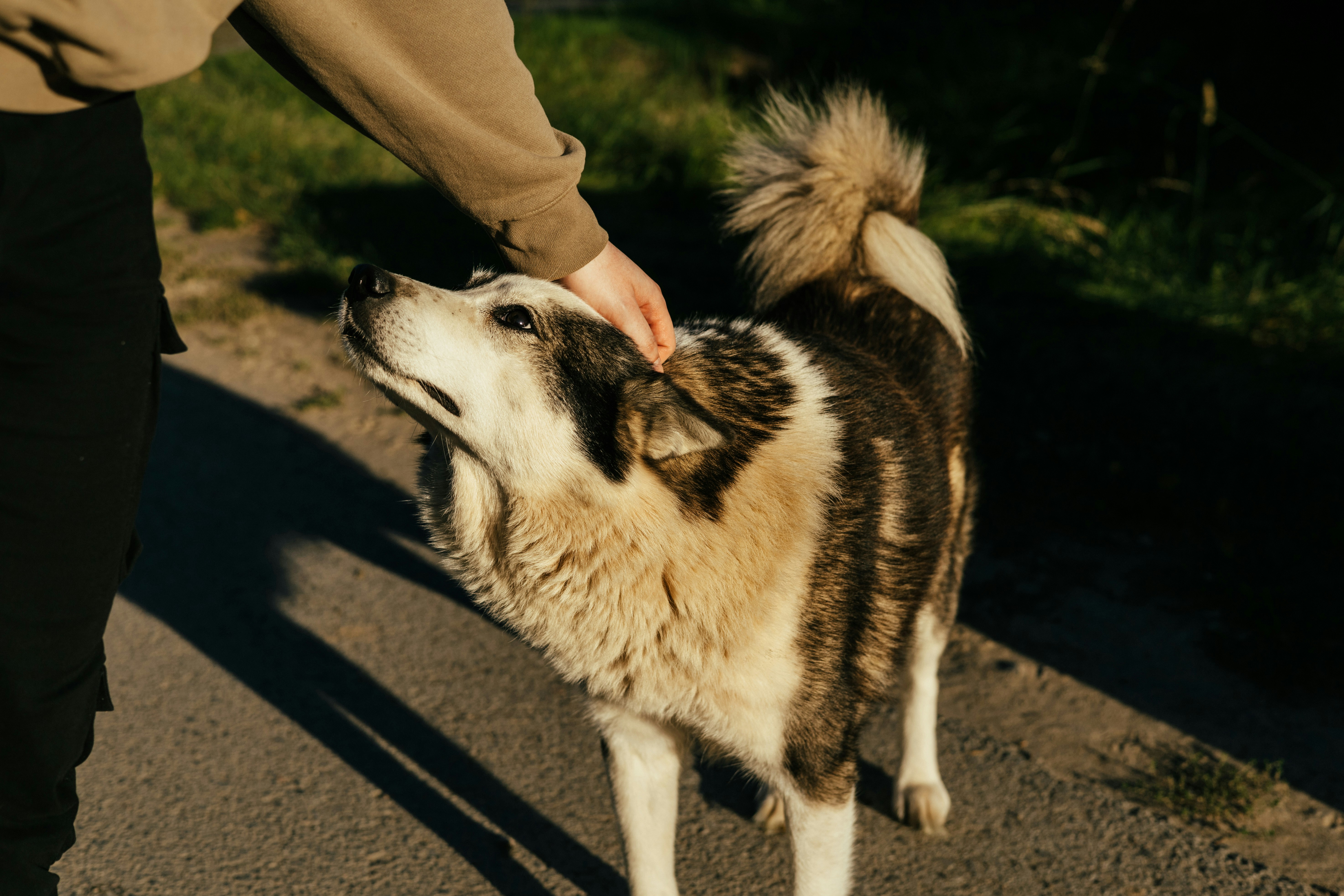 Sunlit Trust: A Husky Responds to a Gentle Pat on the Trail