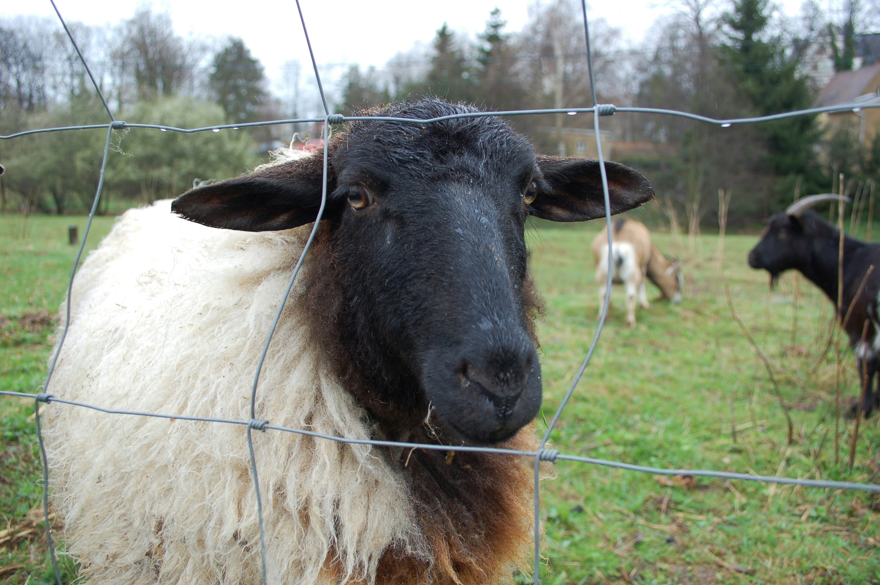 Through the Mesh: A Black-Faced Sheep Gaze Up Close