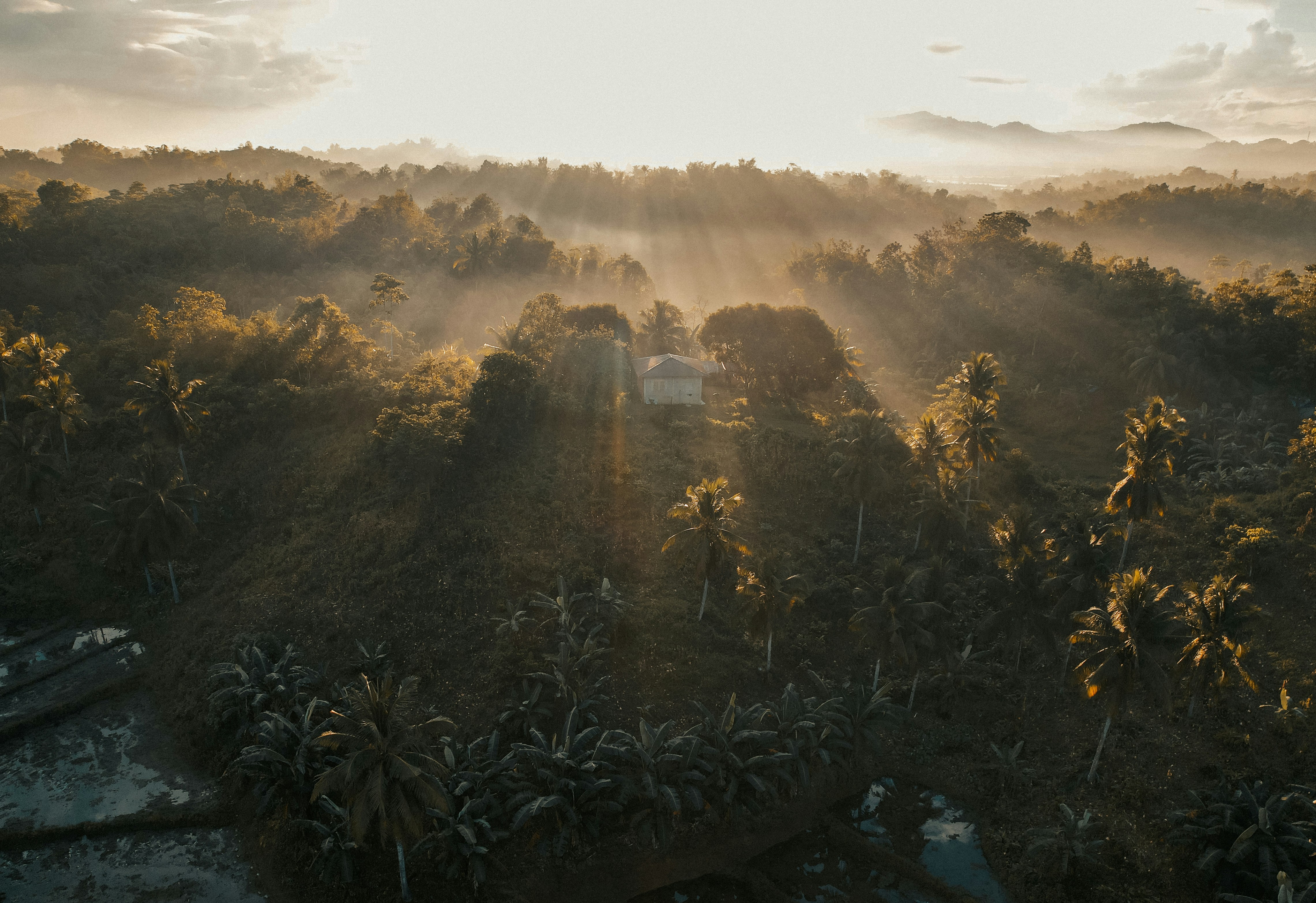 Dawn Breaks Over a Quiet Tropical Clearing