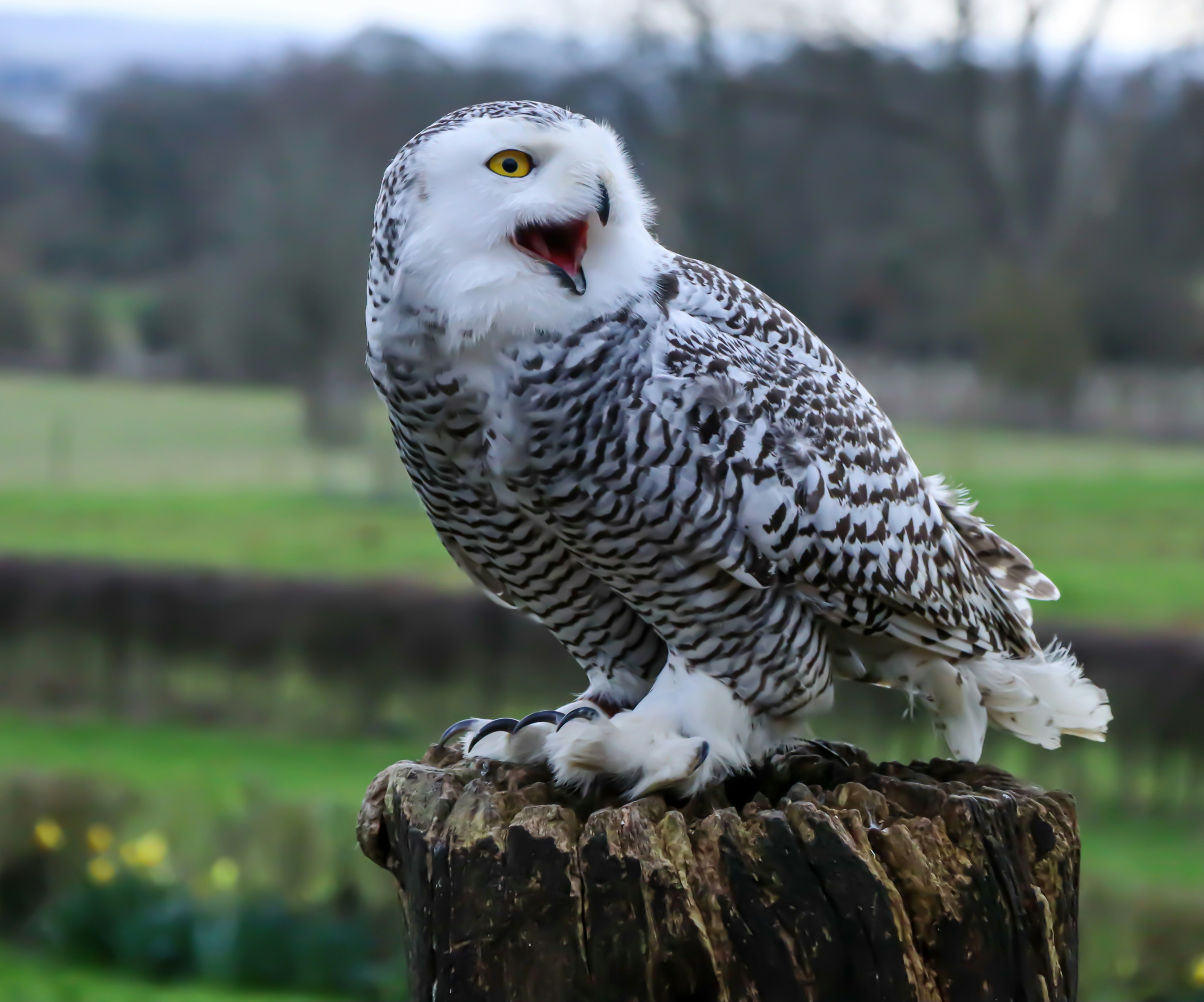 Call Across the Meadow: Snowy Owl on a Weathered Stump