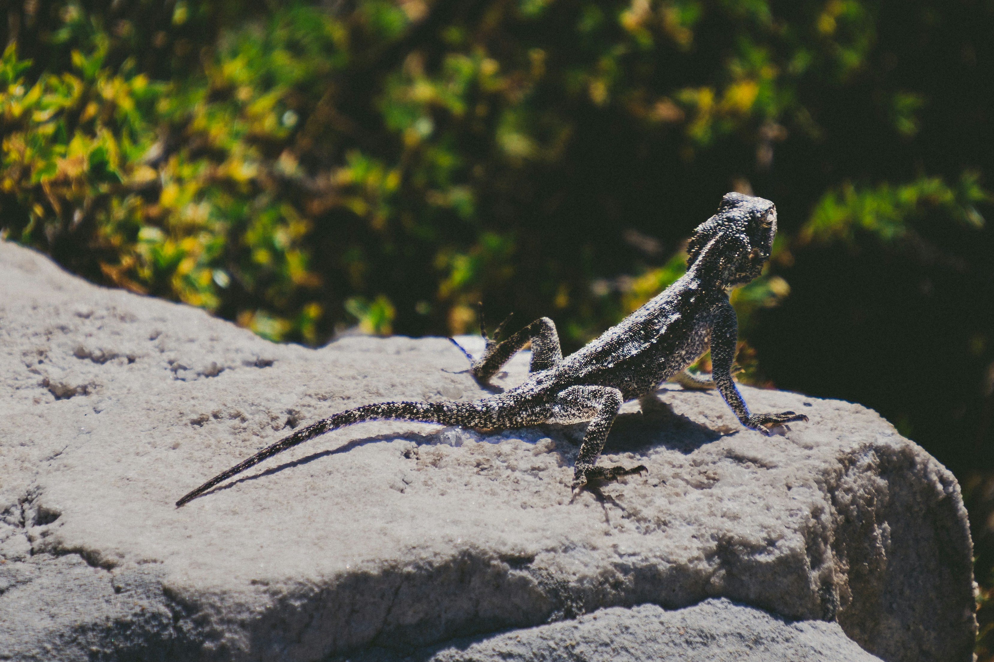 Sunlit Sentinel: A Lizard Perched on Granite in Dappled Light