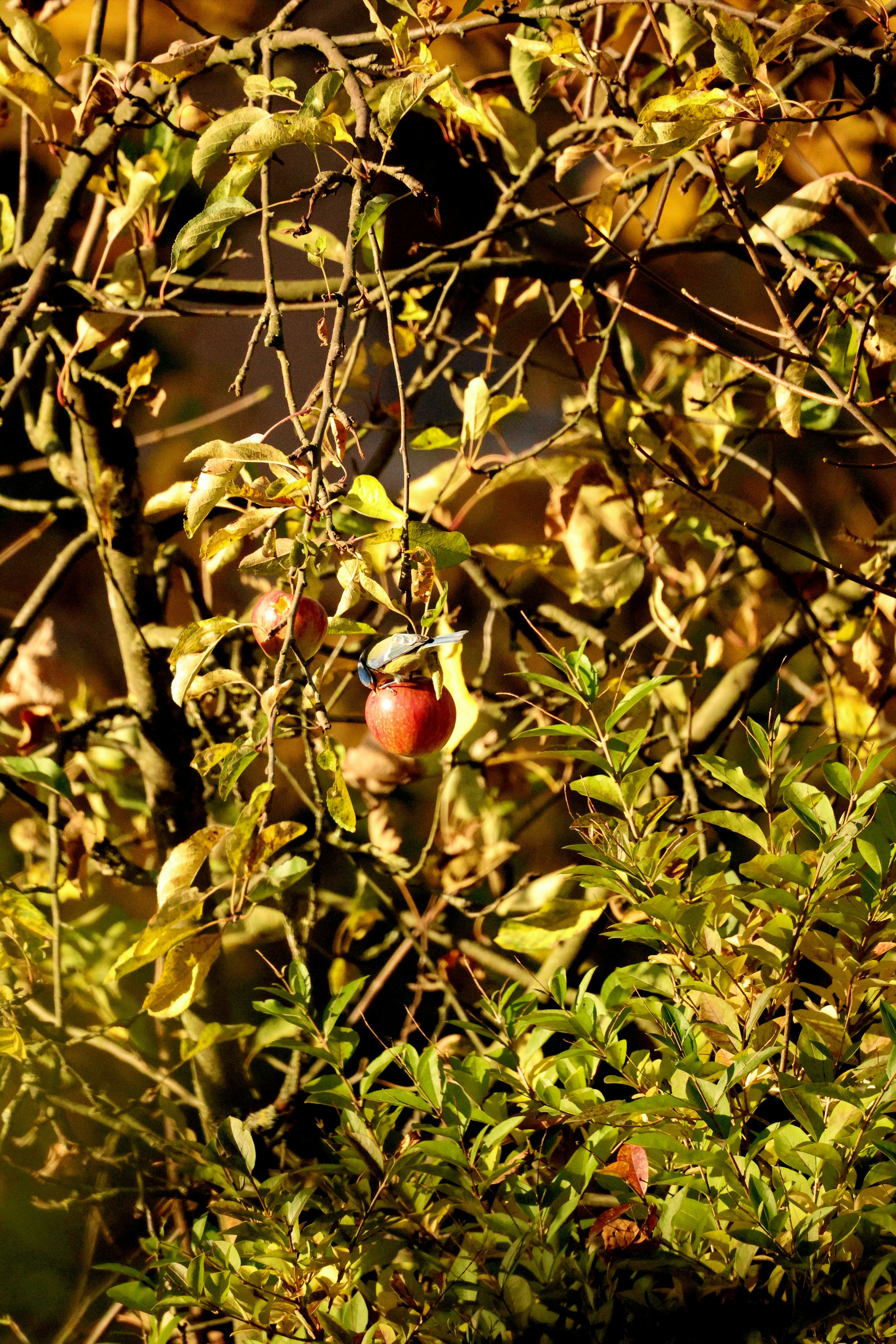 Azure Perch on a Ruby Apple Amid Autumn Tendrils