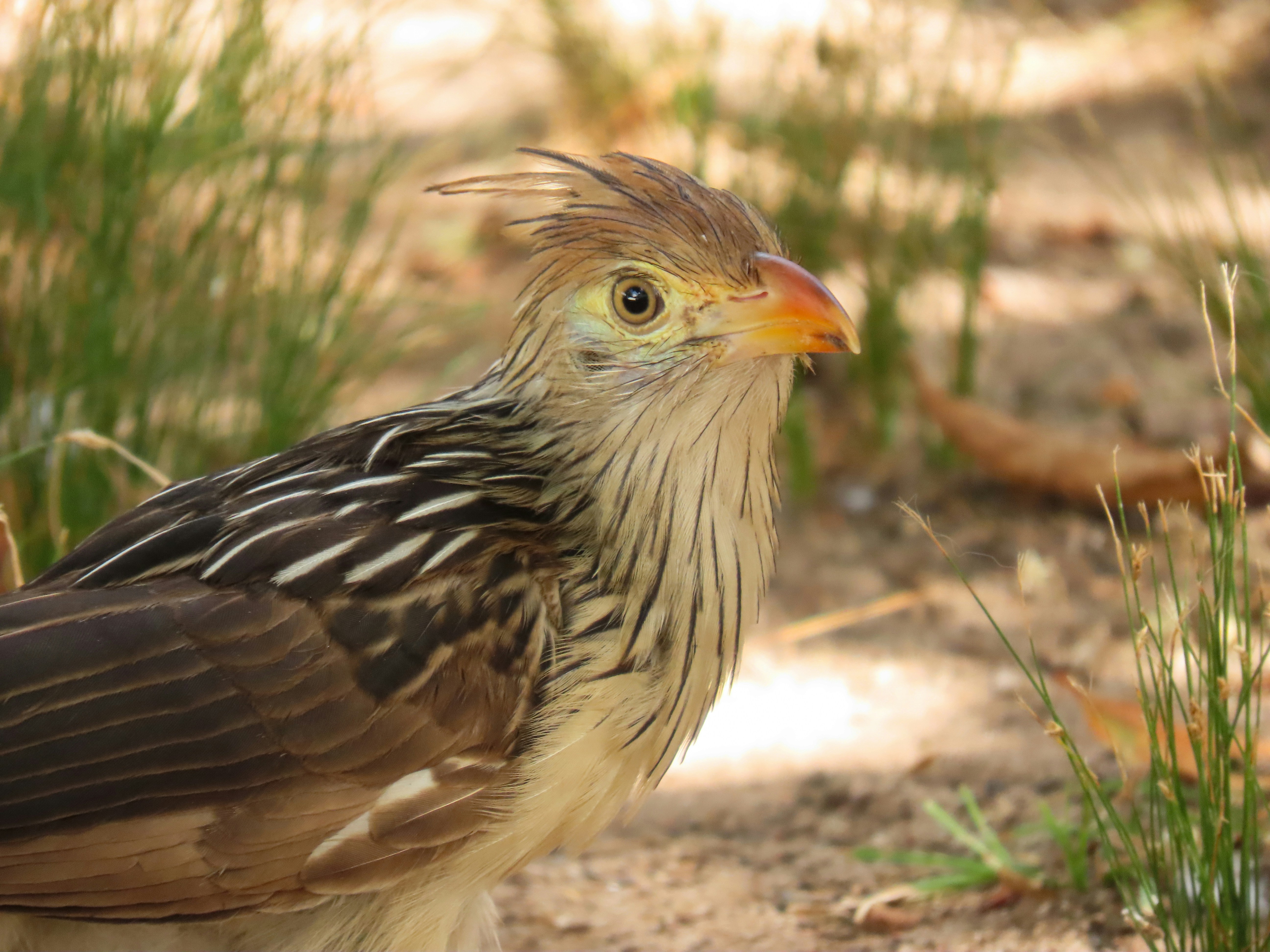 Rabo-de-Palha/Guira Cuckoo (Guira guira)