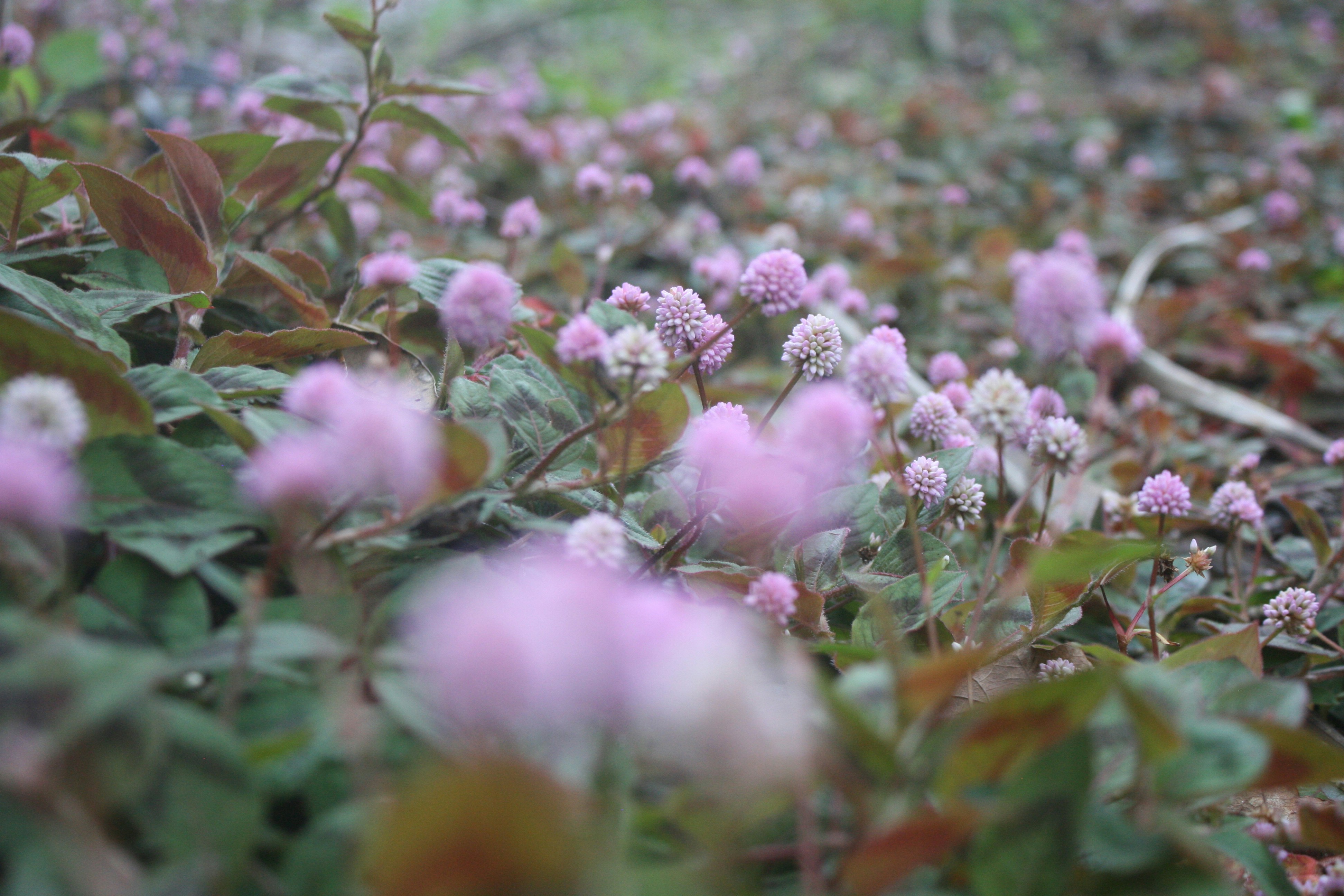 Pom-Pom Pink: A Quiet Field of Spring Bloom