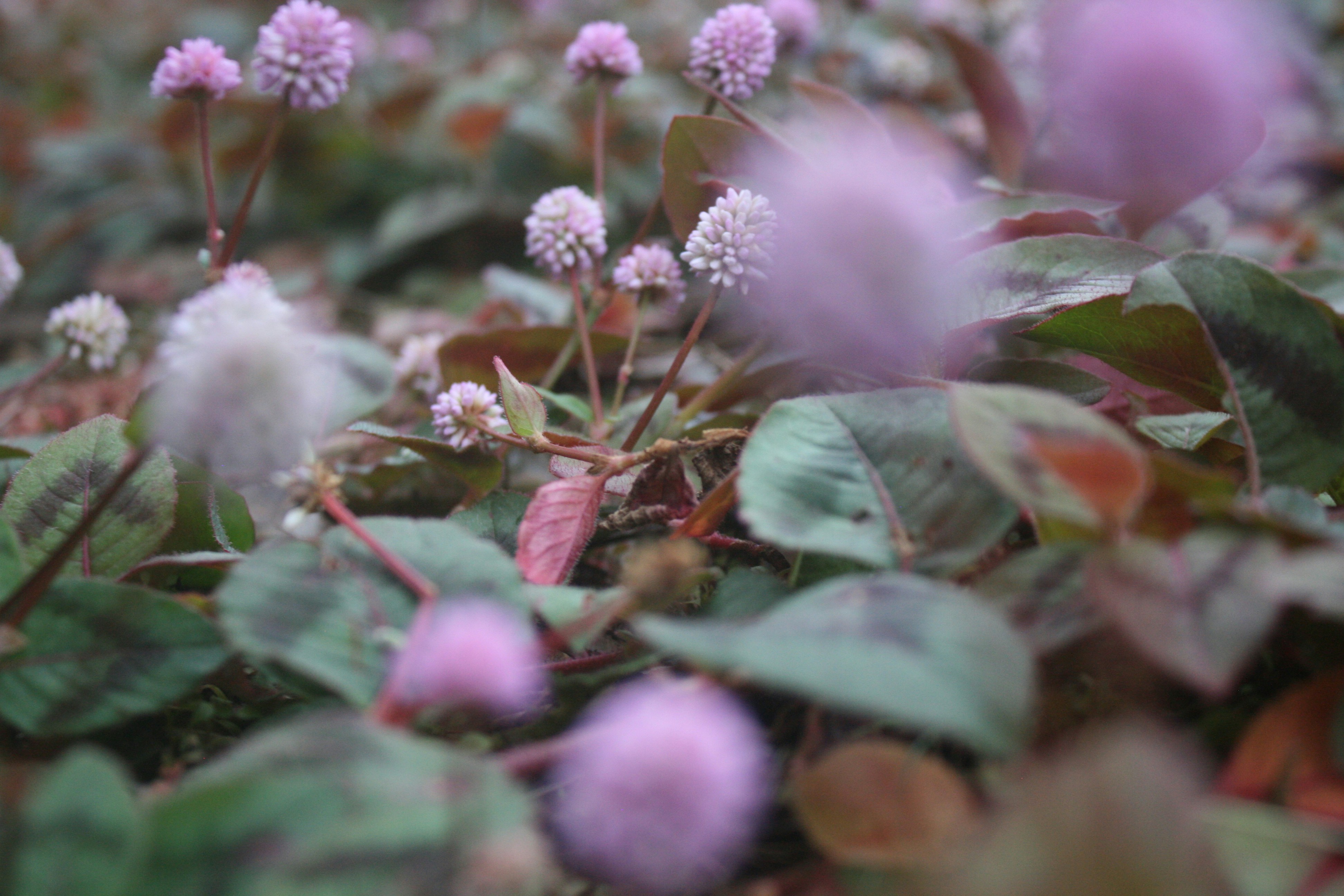 Photo by Izzy with Canon EOS 400D