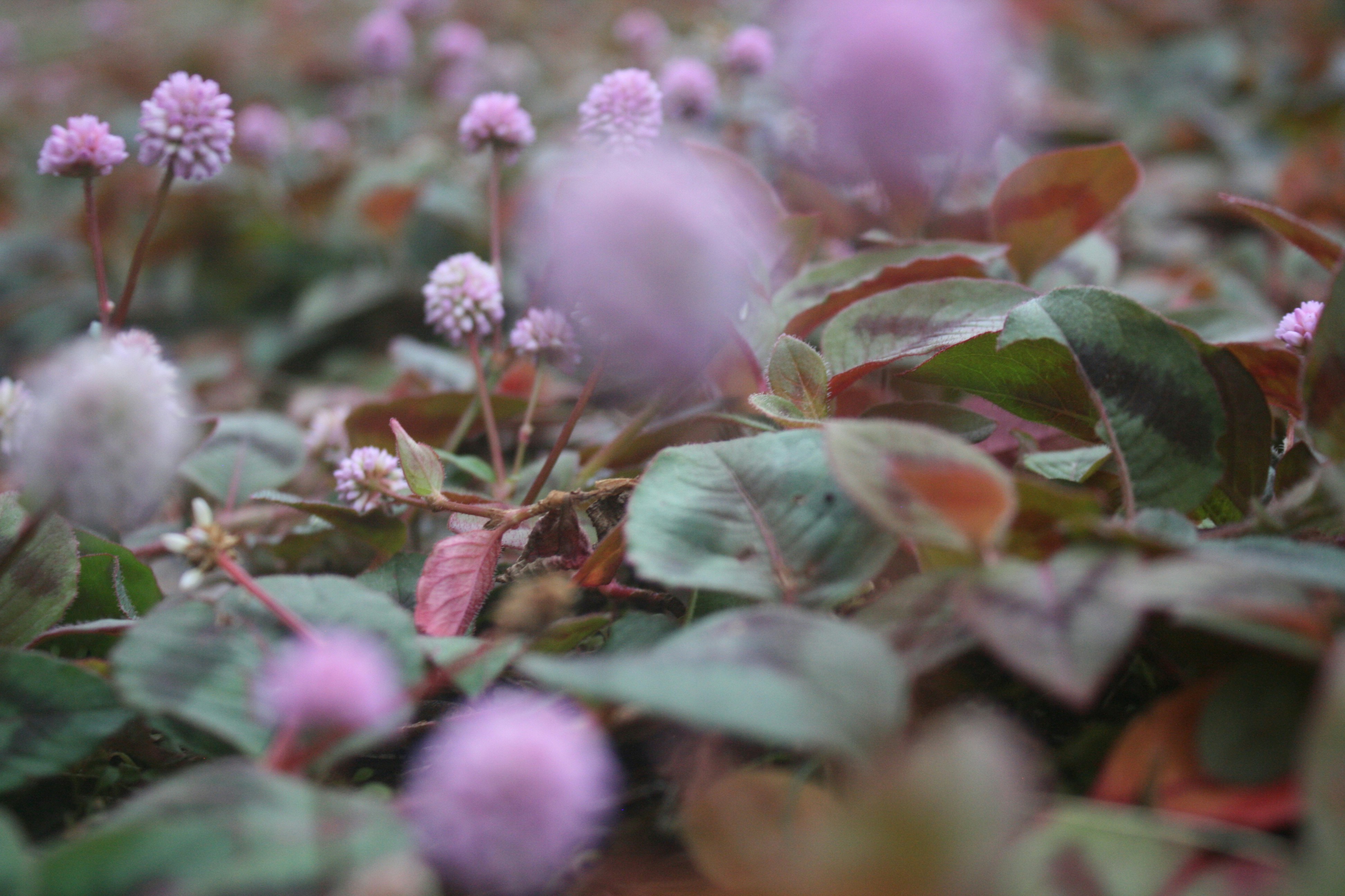 Powder-Pink Globe Amaranths in a Quiet Foliage Mosaic
