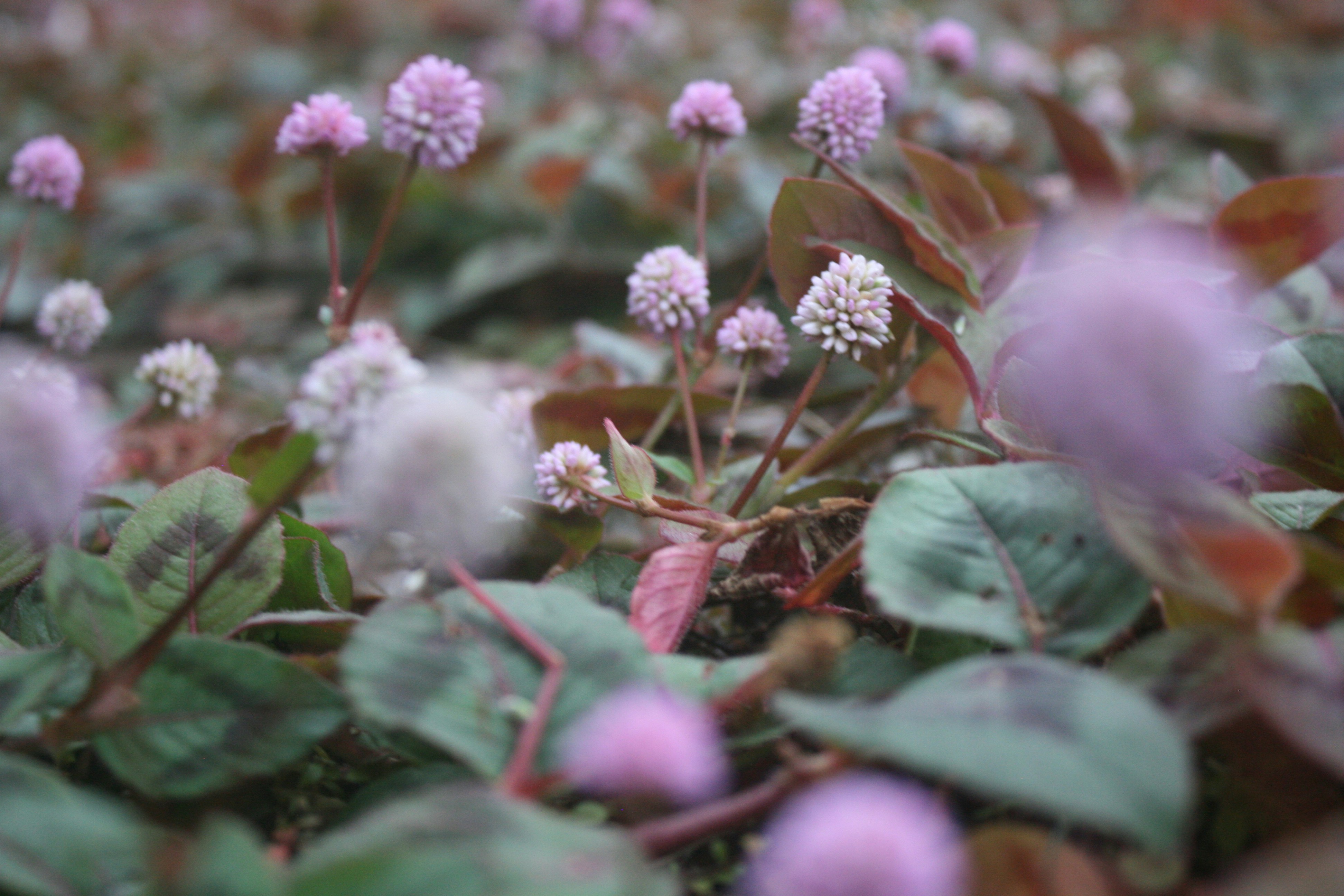 Petite pink globe blossoms thread a carpet of autumn leaves