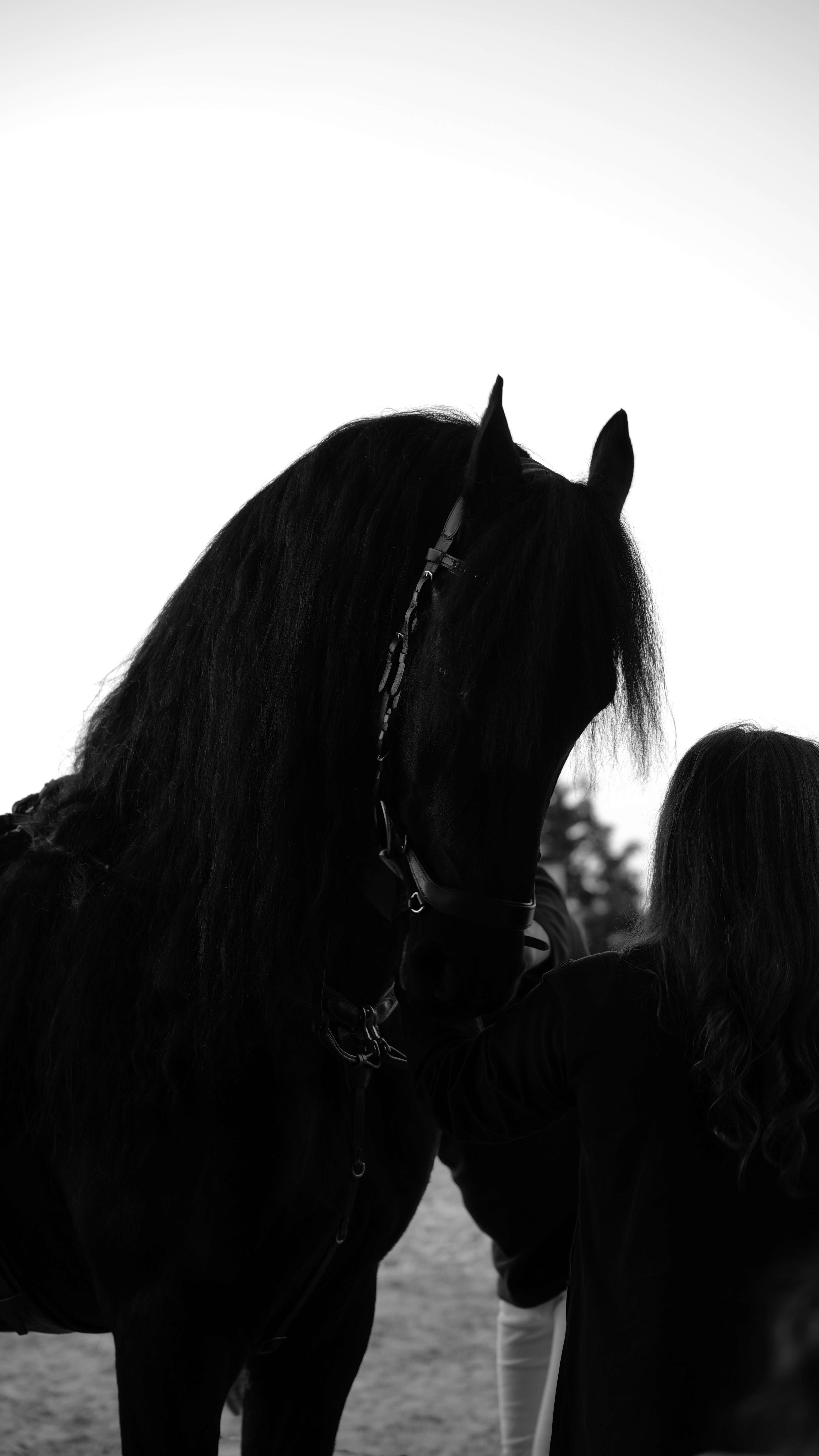 Backlit Silhouette: A Horse and Its Keeper in Monochrome