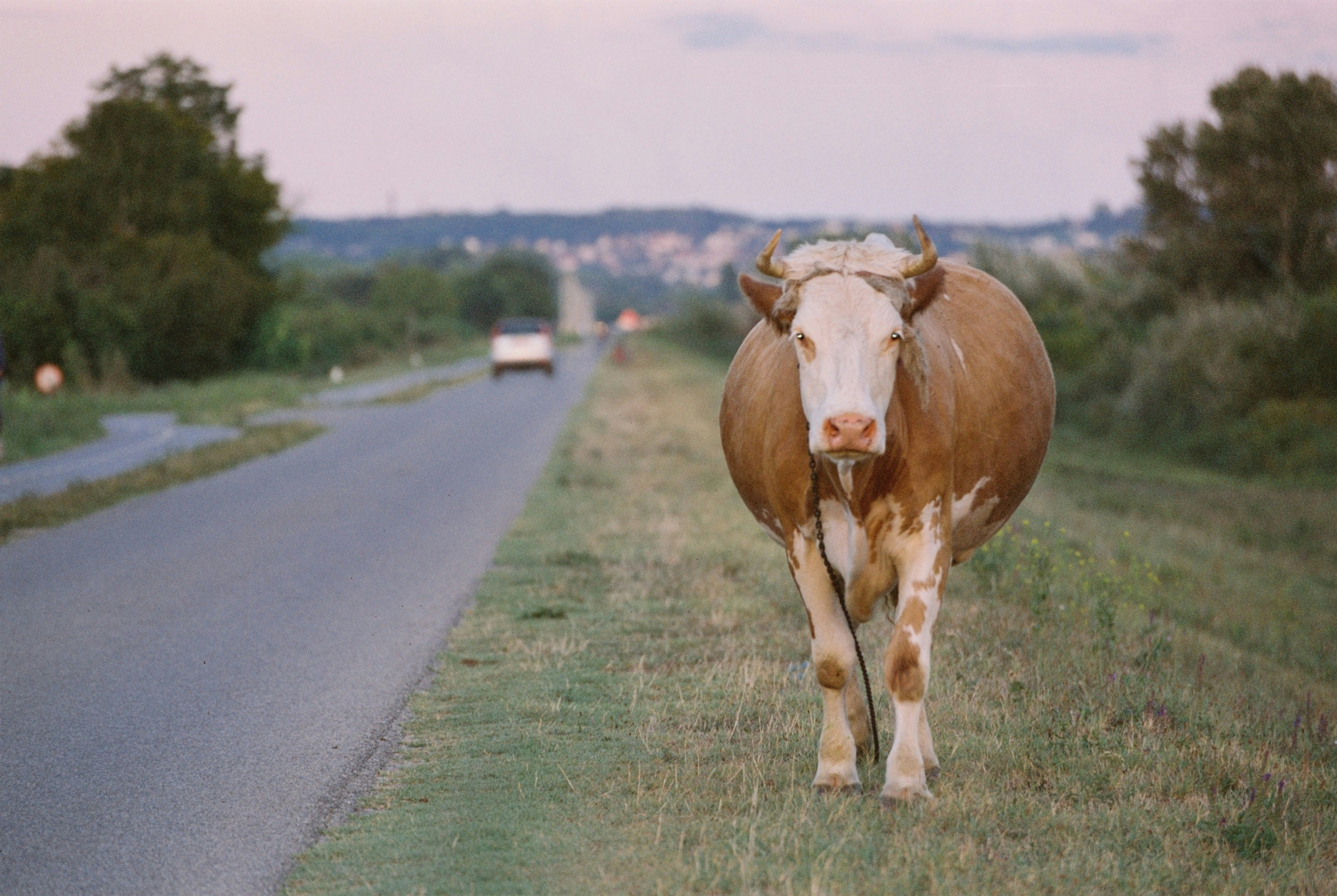 Roadside Sentinel: A lone cow blocks the lane toward a distant town