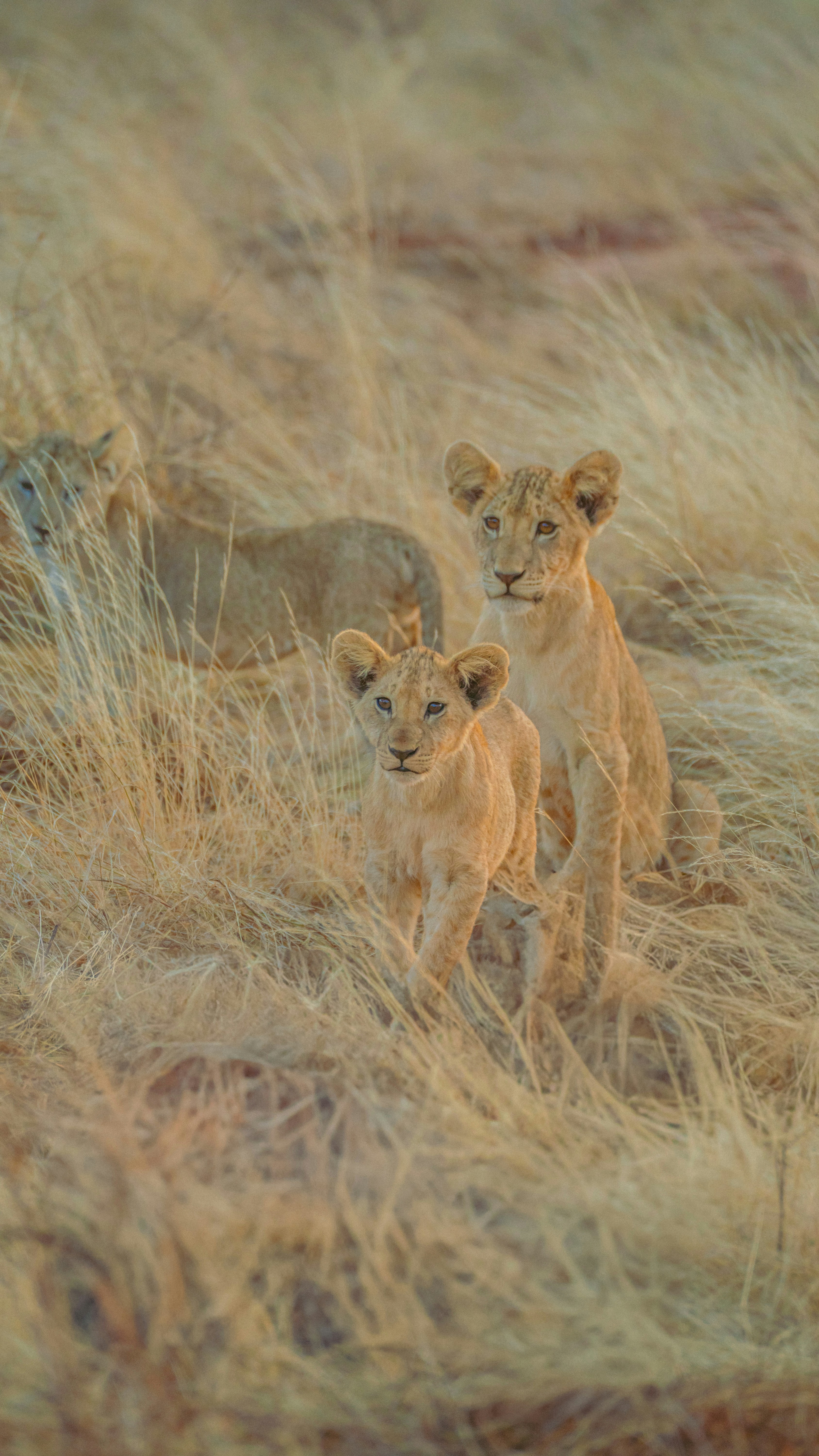 Guardians in the Golden Grass: Two Lion Cubs Pausing in Dawn Light