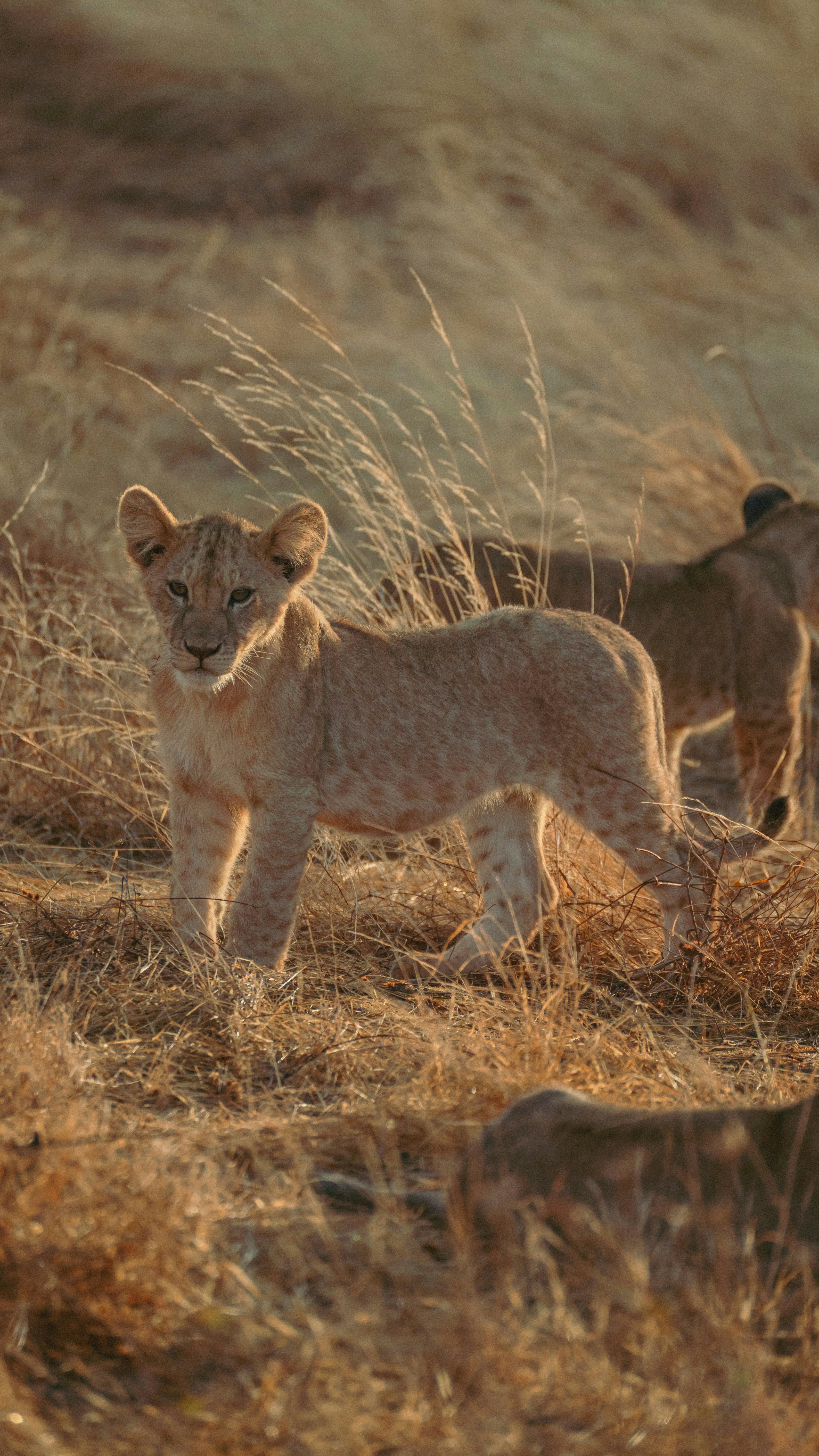 Amber Sentinel: A Lion Cub Pauses in Golden Grass