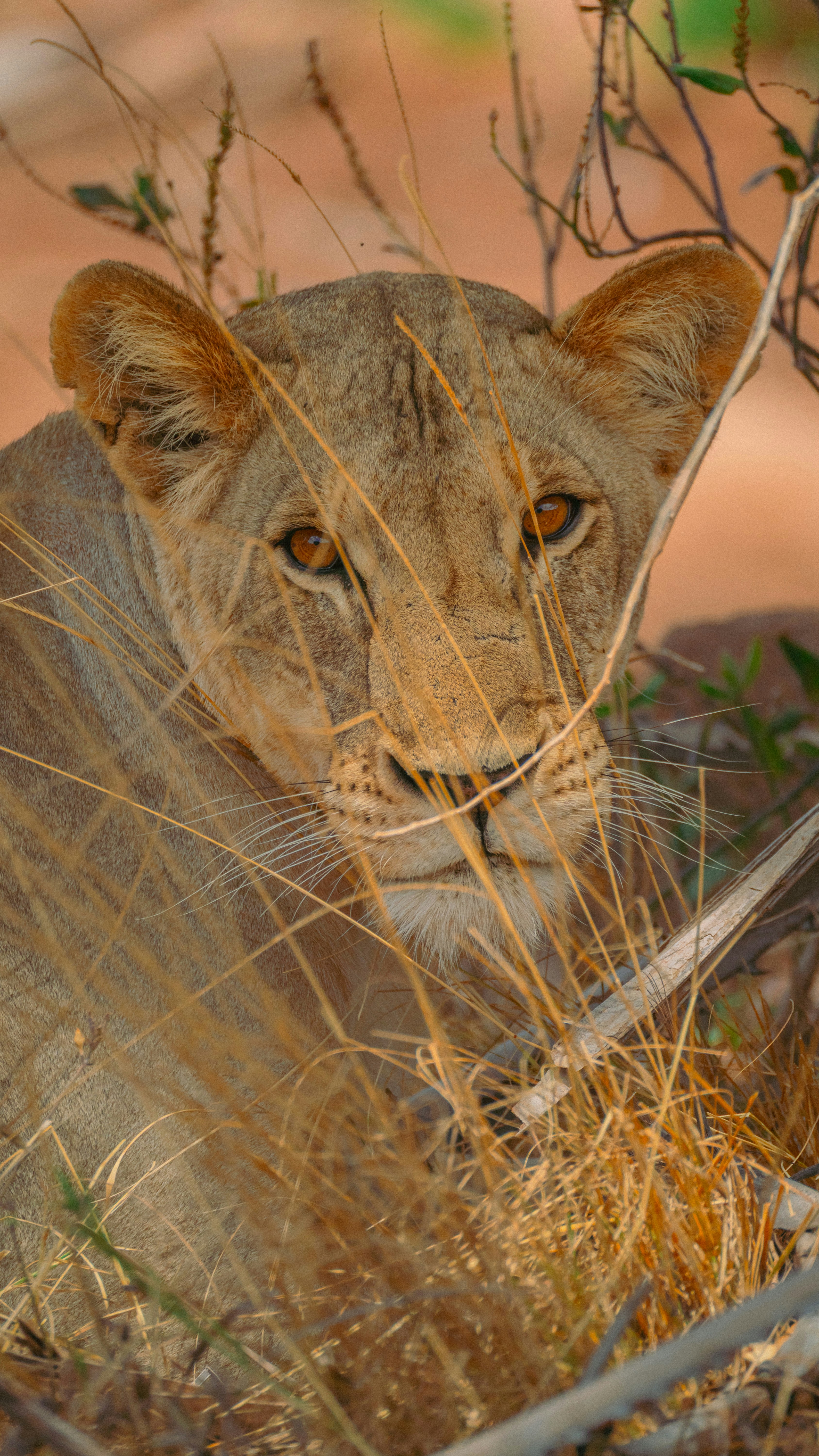 Gaze Through the Grasses: Lioness Portrait in Golden Light