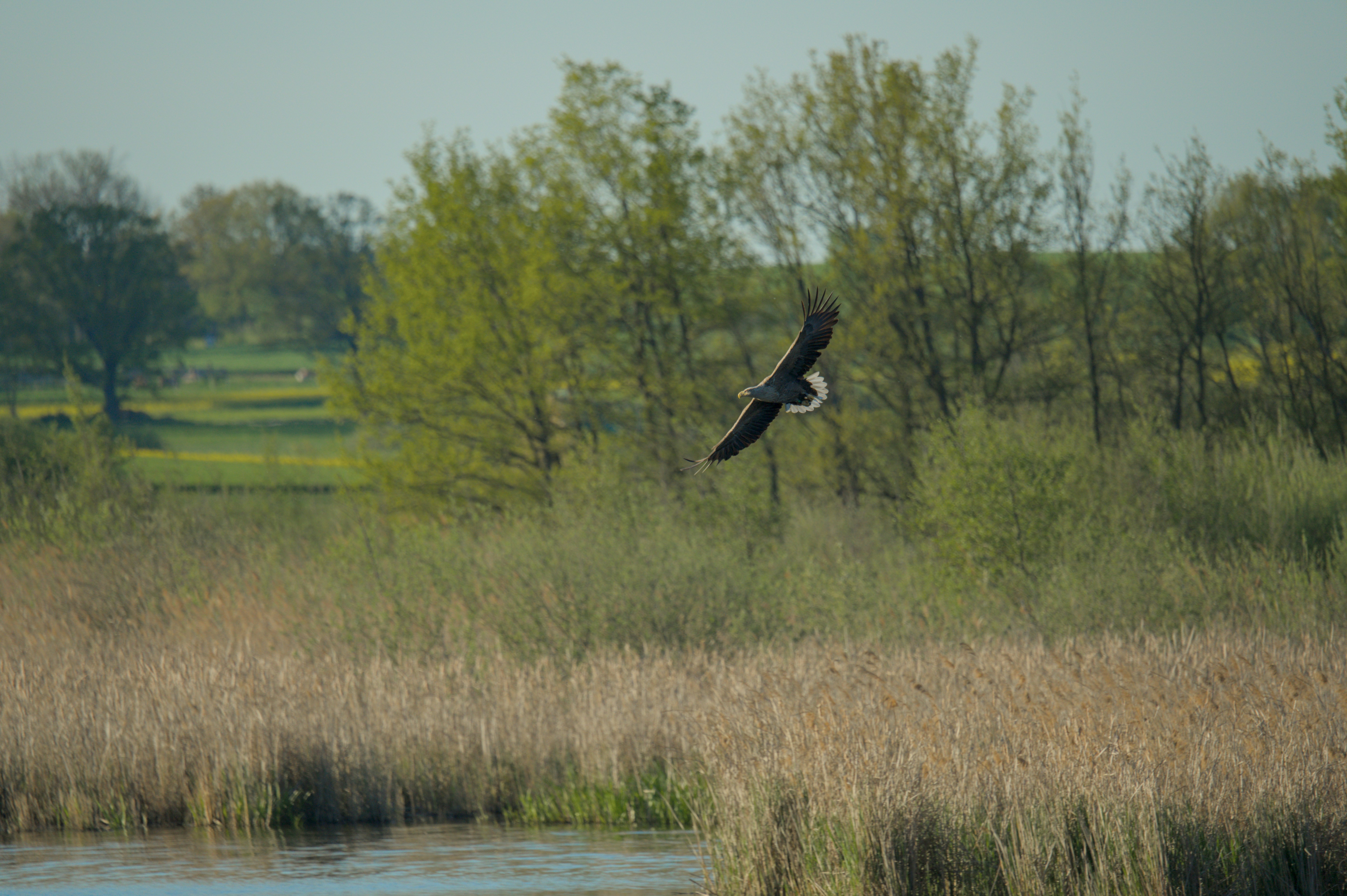 white tailed eagle in flight
