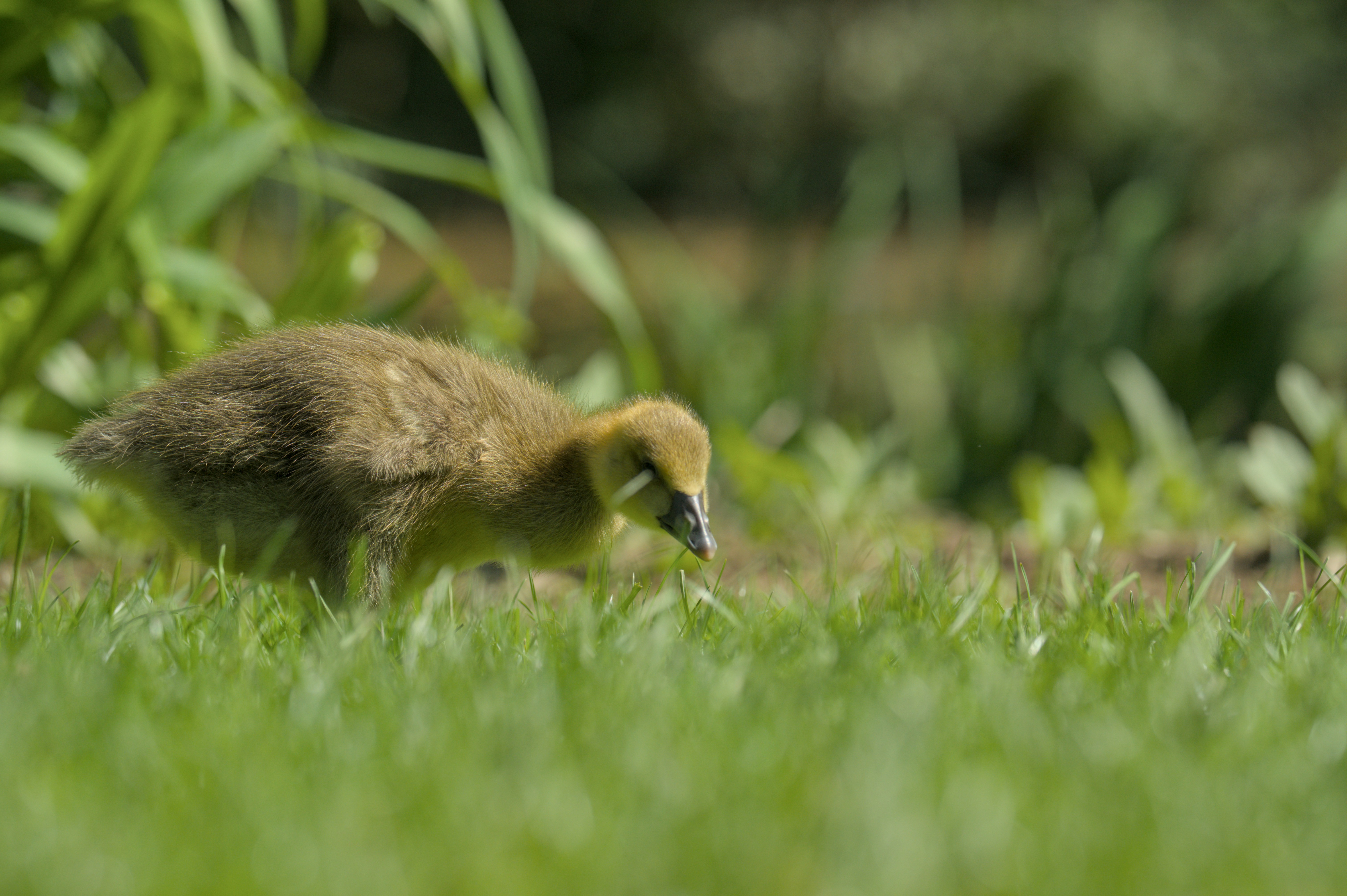 goose chick