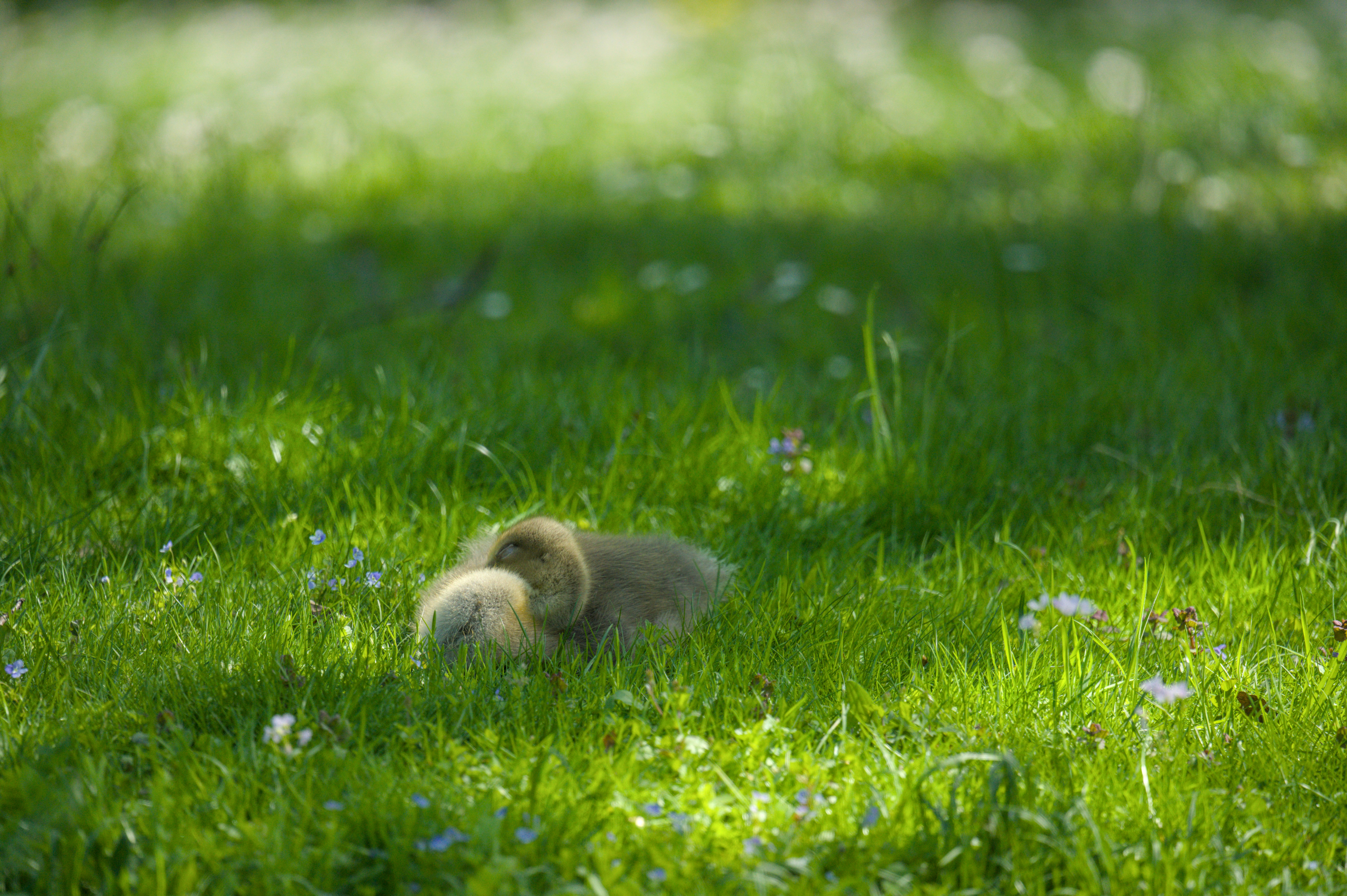 sleeping goose chick