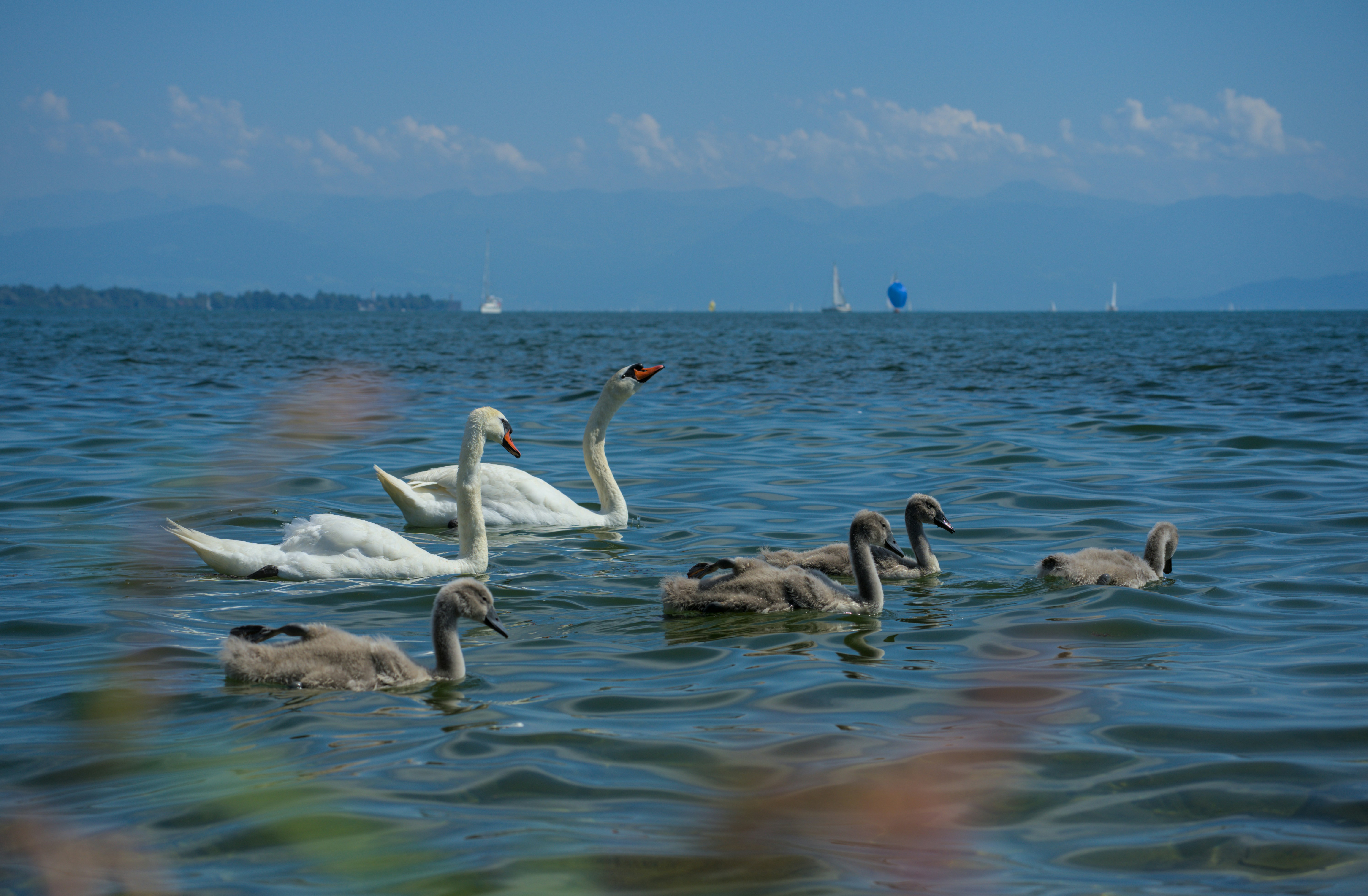 Quiet Lake Parade: Swans Glide Through Calm Water