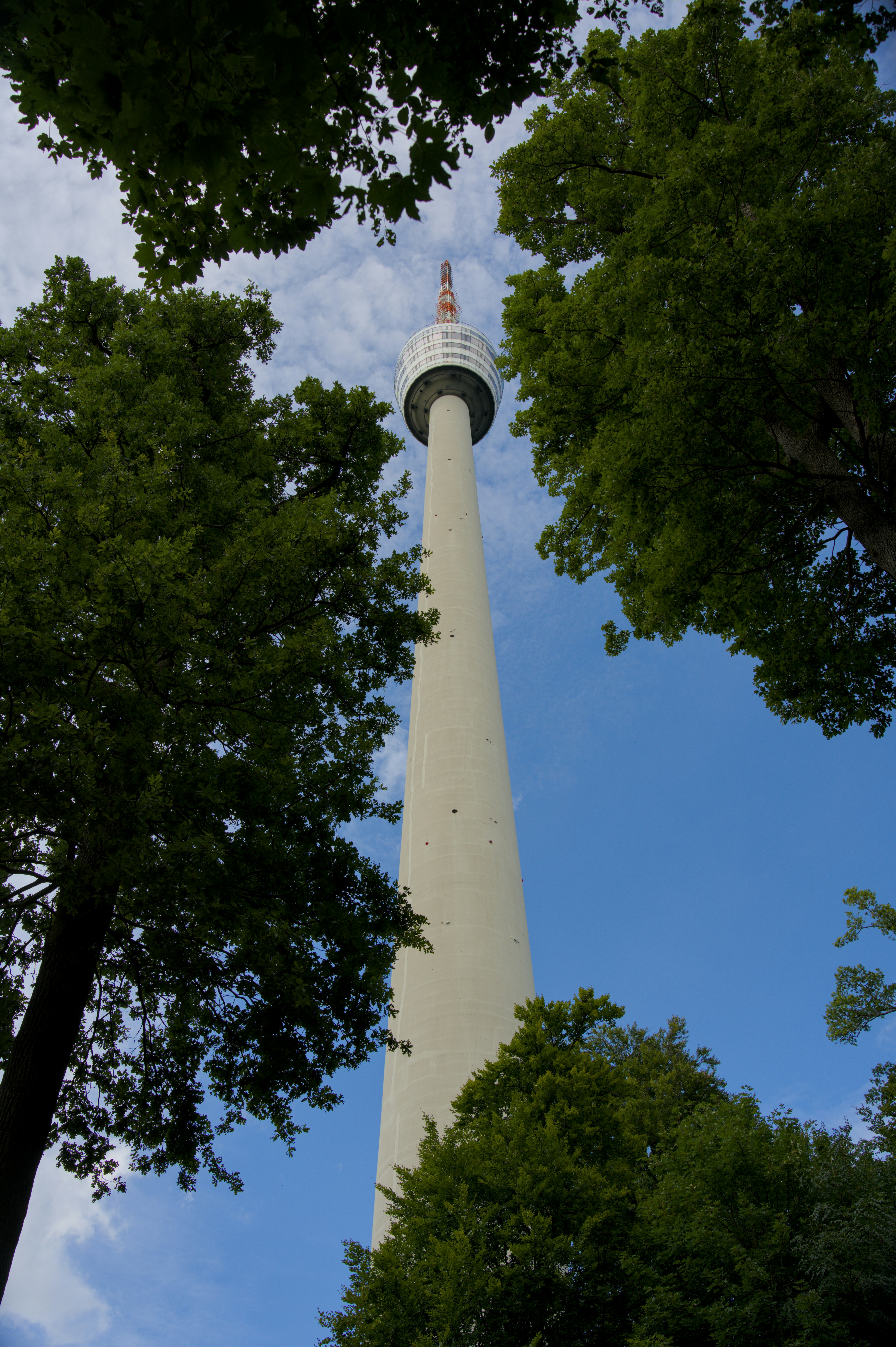Canopy Framing a Skyward Spire: A Tower Between Trees