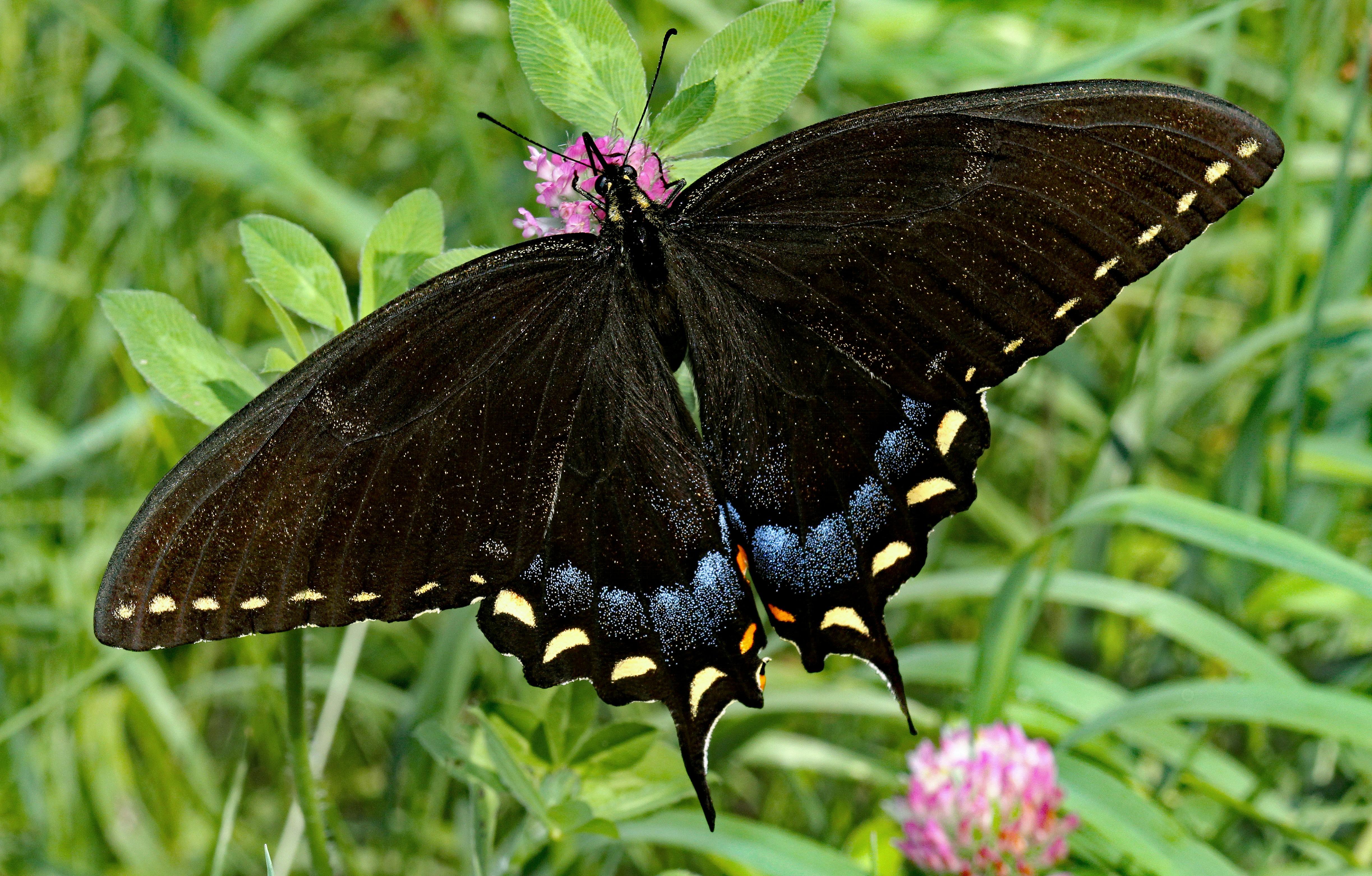 Eastern Tiger Swallowtail (Papilio glaucus) female, dark color form Ice Age National Scientific Reserve Unit, Baraboo, WI, USA taken: 8/16/2011, image no: IMG_1604aaaa2025Nov