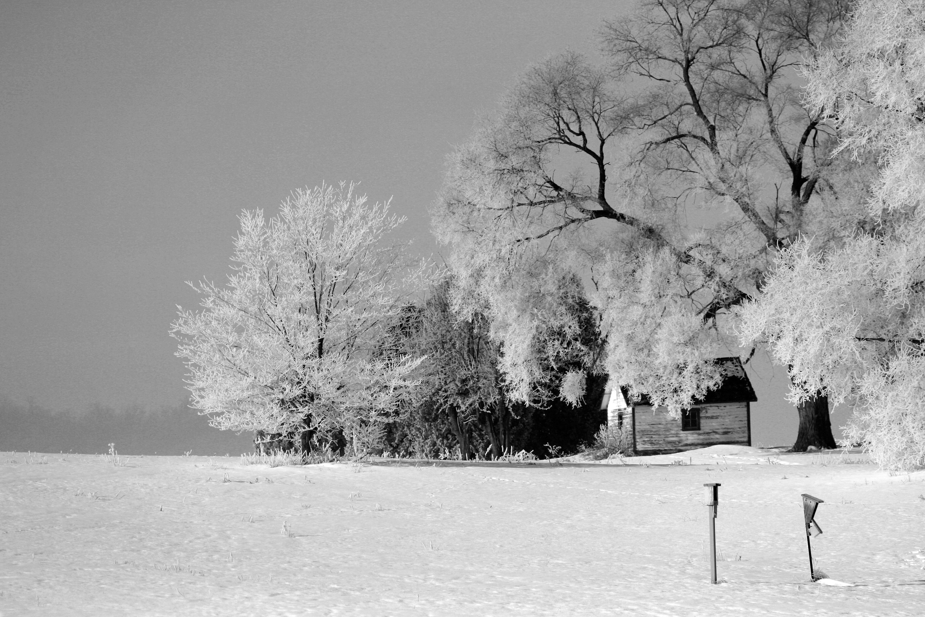 Winter Scene 5 in black and white Driftless Area, Dane County, WI, USA taken: 1/19/2010, image no: IMG_2660aaaabw2025