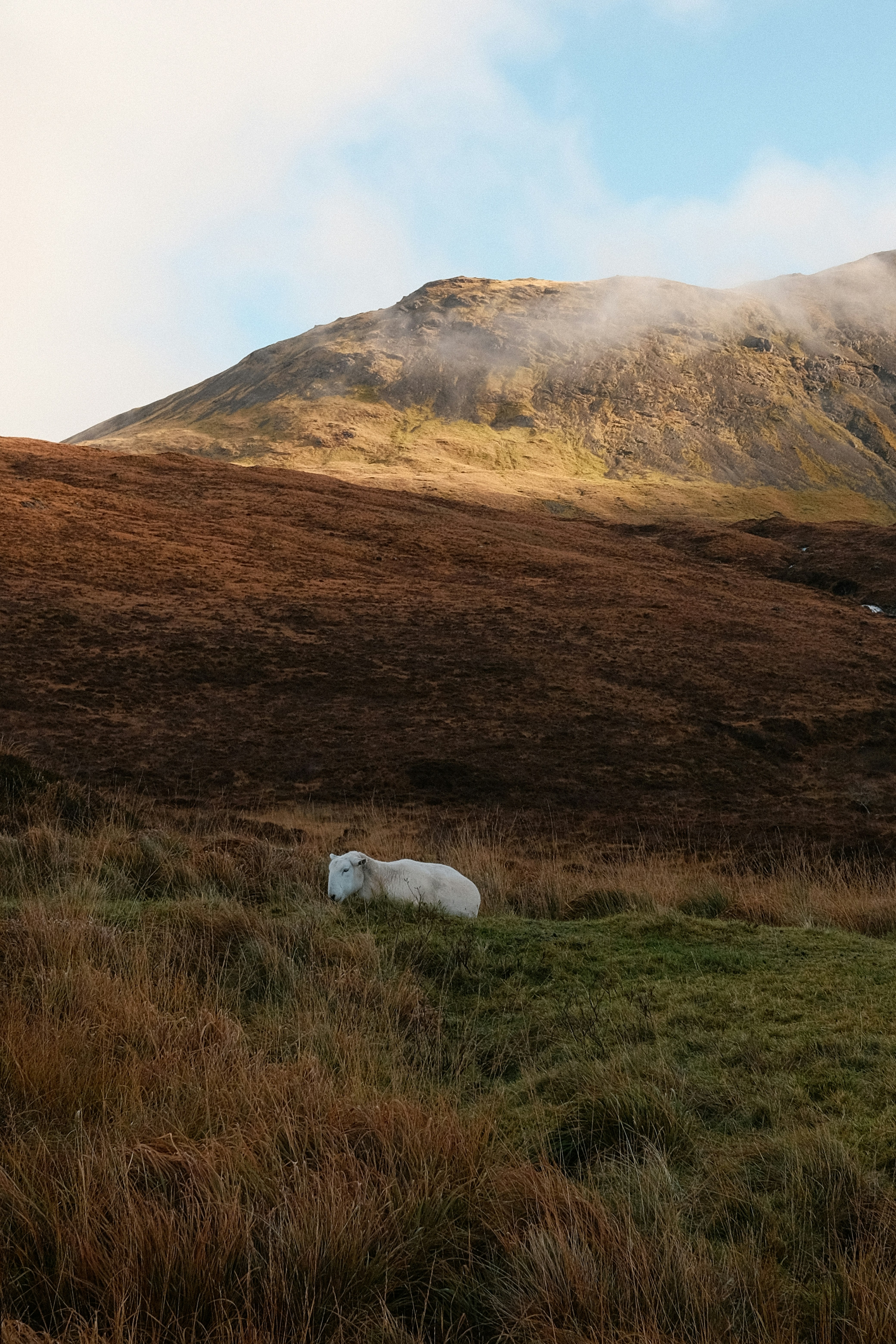 White Pony on the Amber Moor Beneath a Wind-Washed Ridge