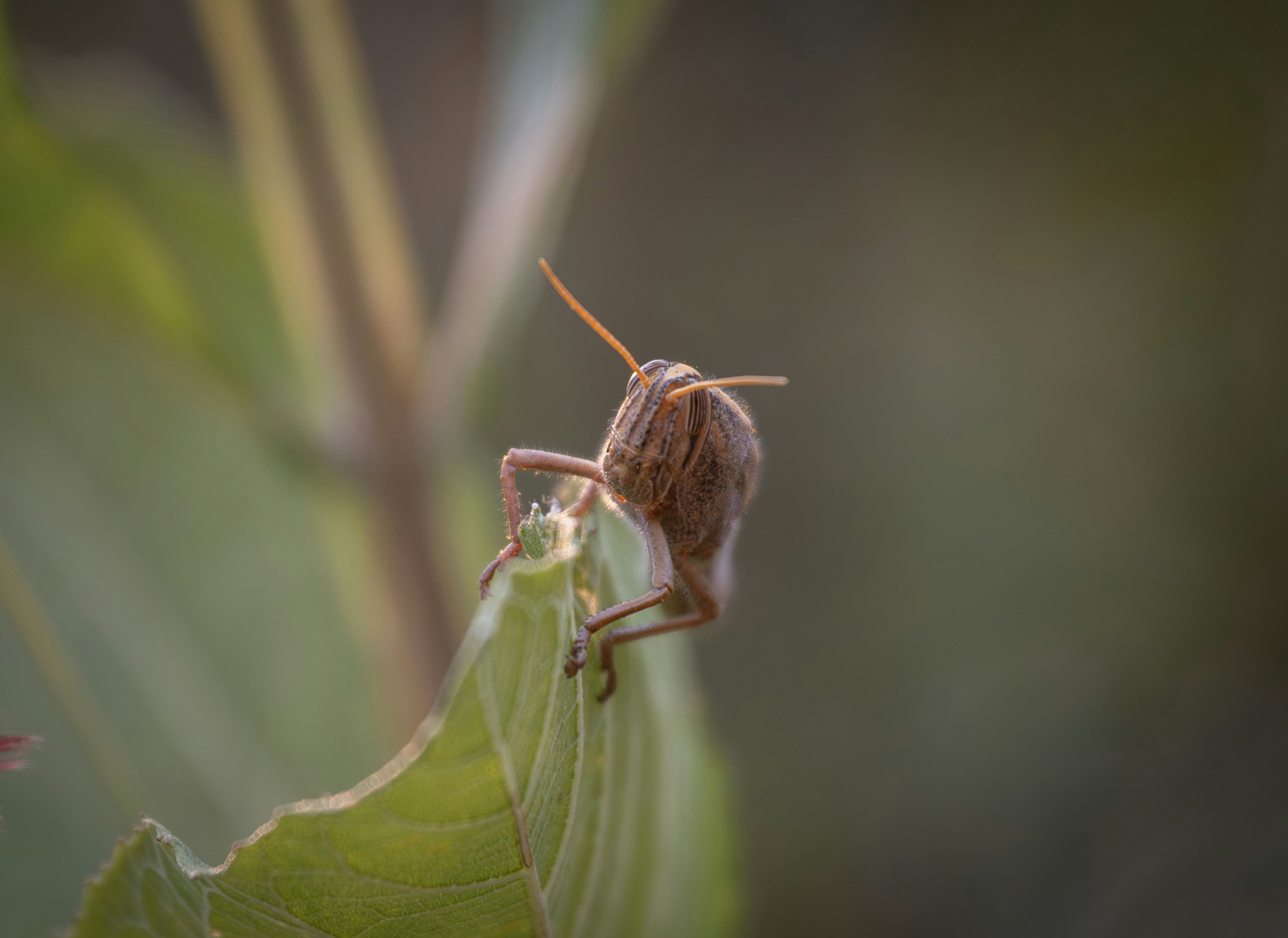 Weevil on a curling leaf: micro textures and orange antennae