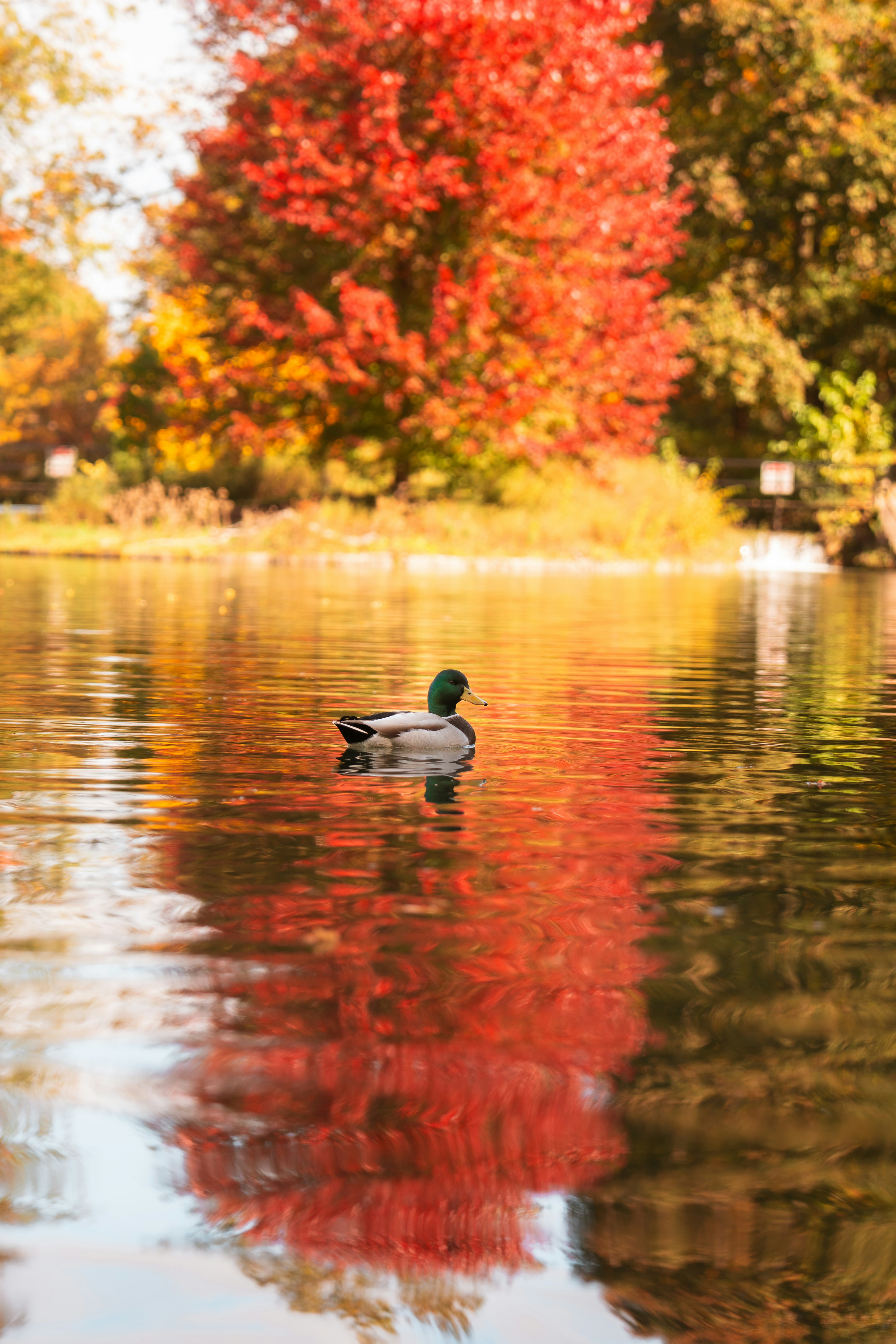 Photo by Damian Kravchuk with Sony Alpha 7R V