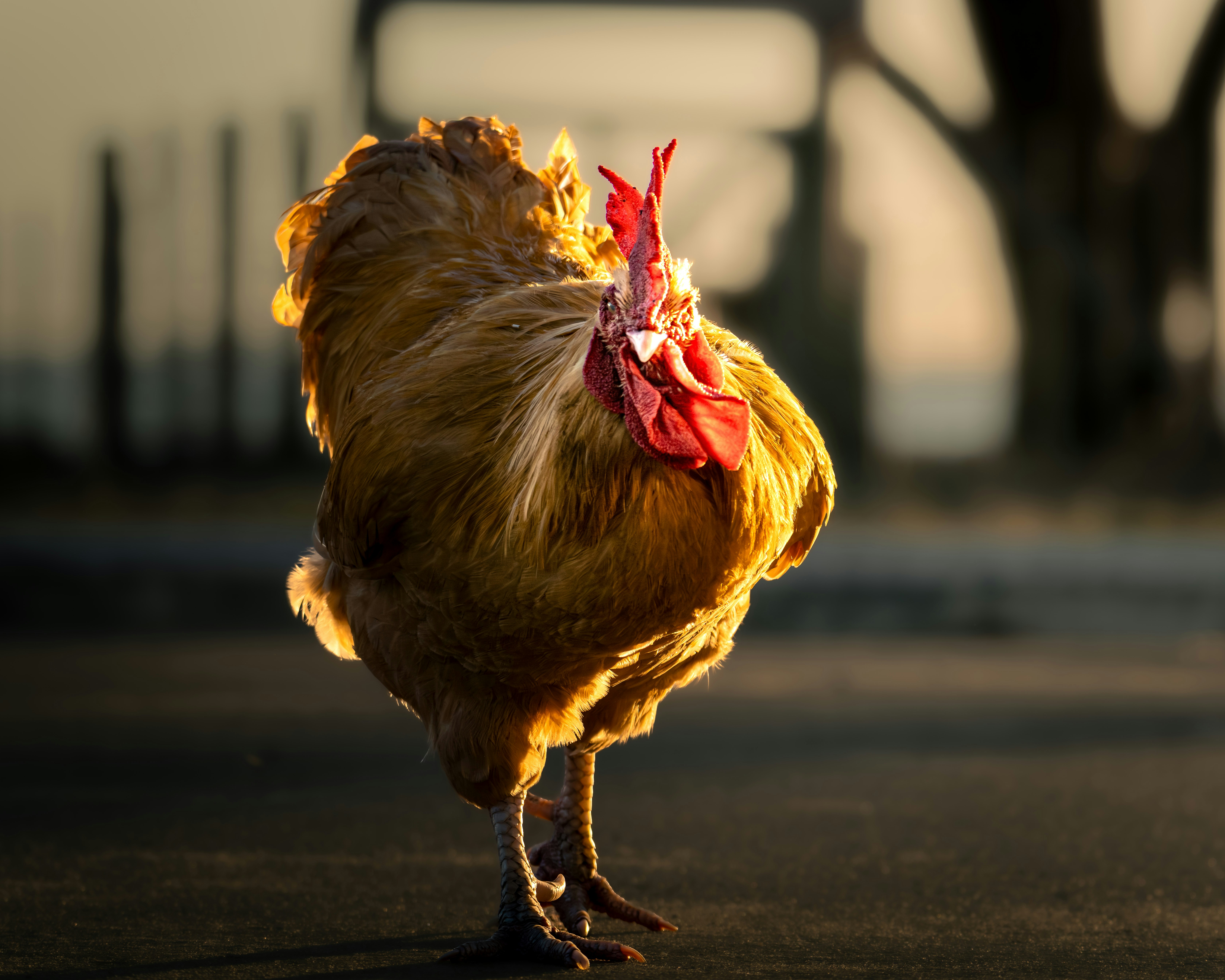 Backlit Hen in a Golden Hour Alleyway