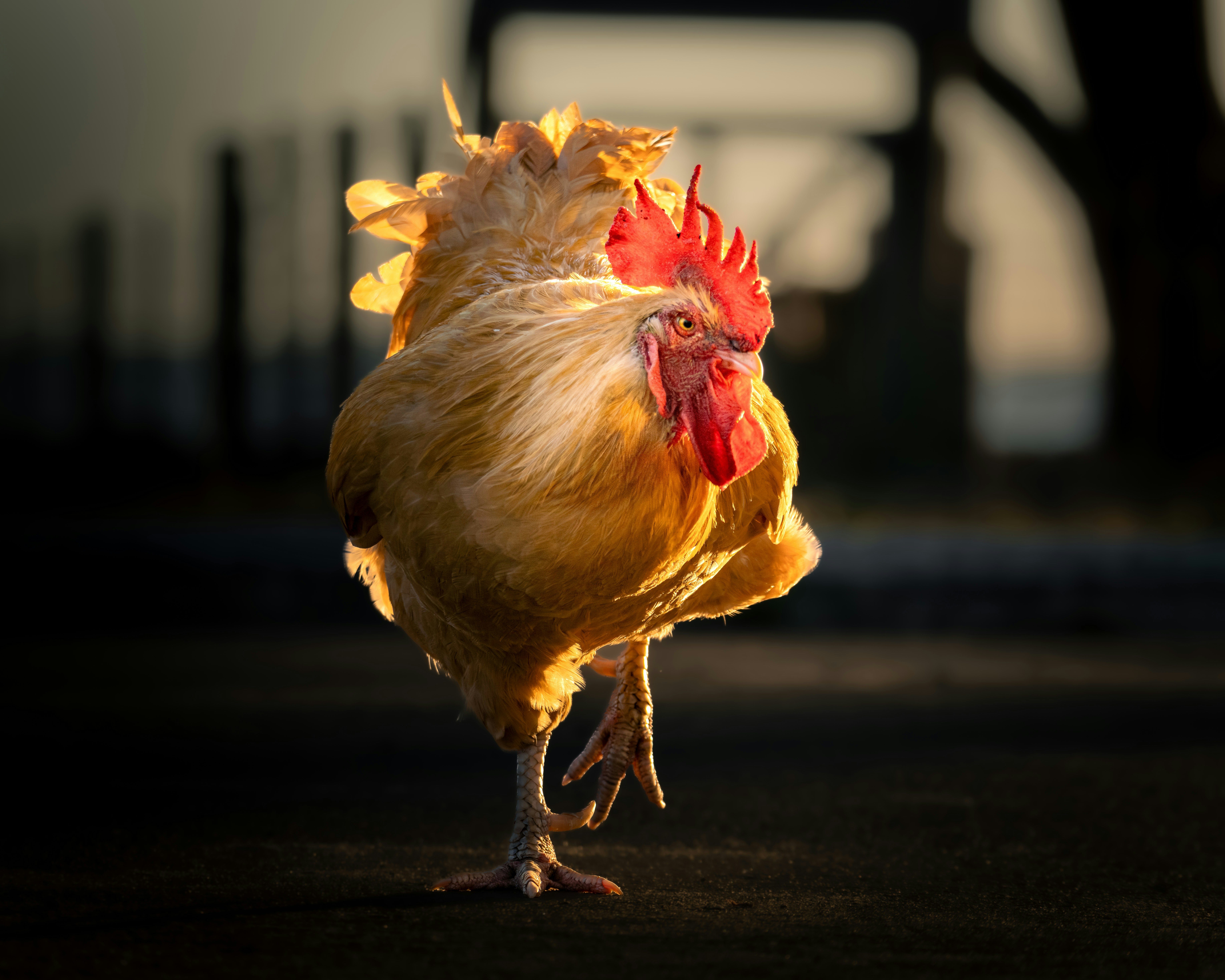 Golden Strut Under Dusk Backlight: A Rooster Commands the Frame