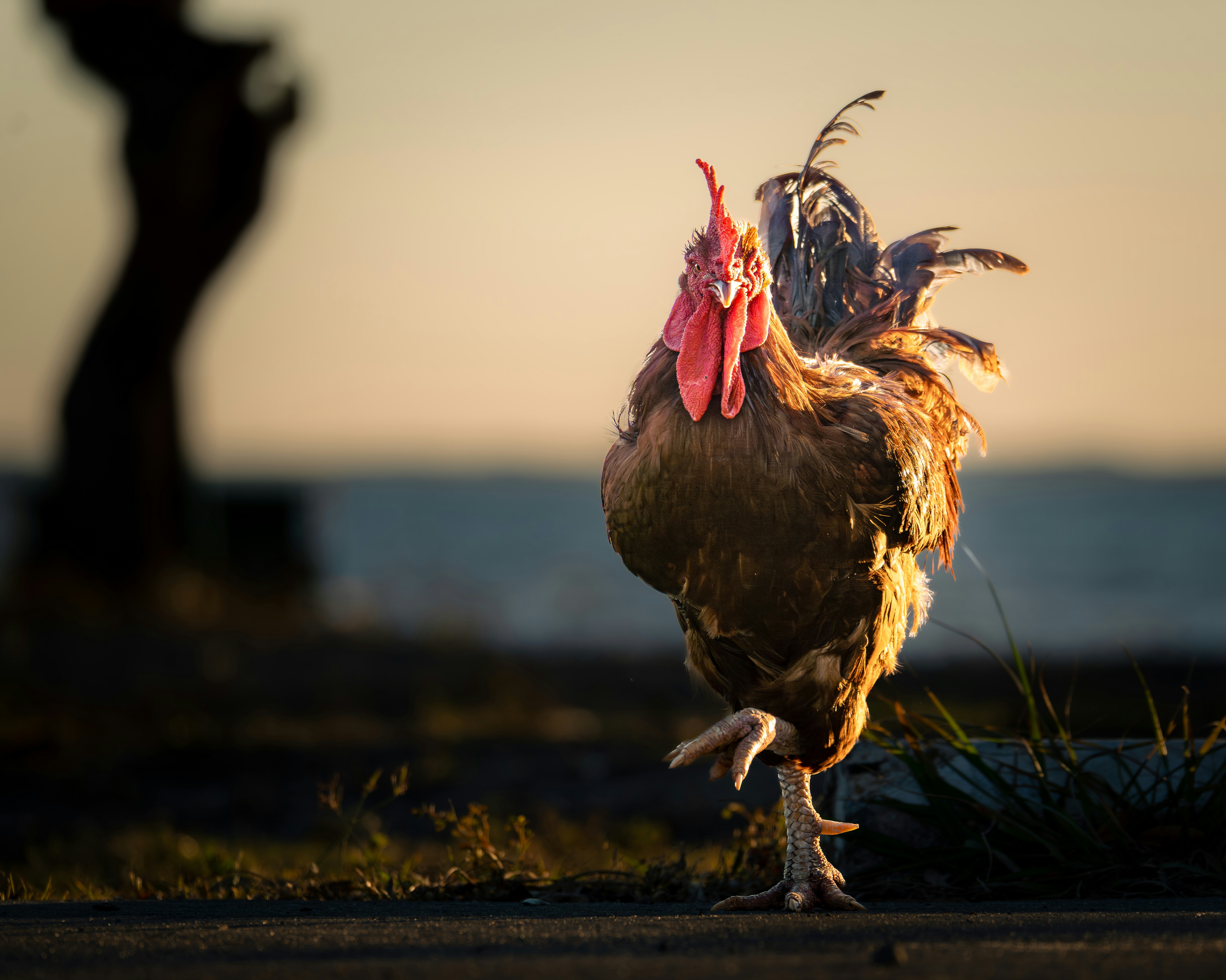 Gilded Hen at the Water's Edge in Sunset Light