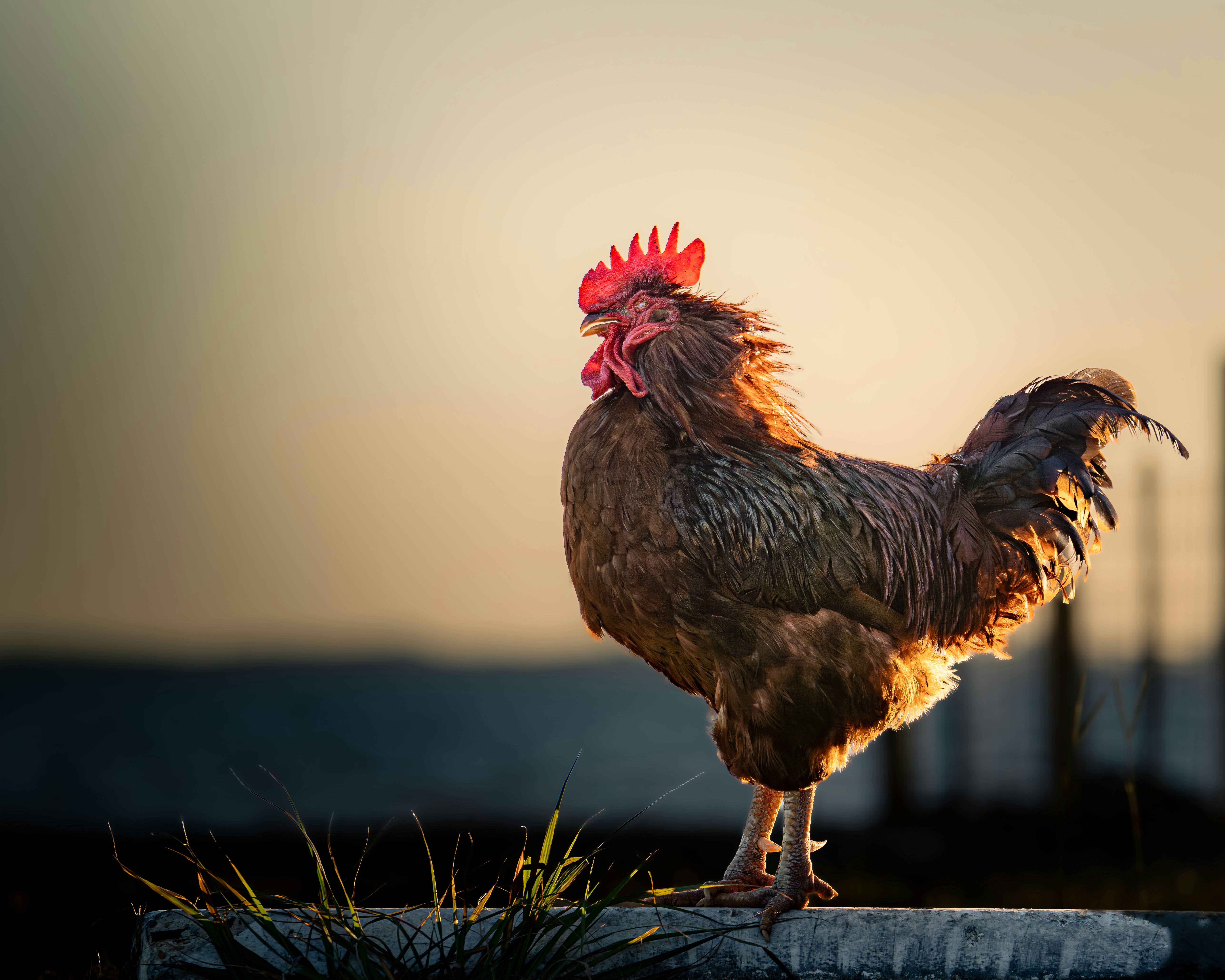 Golden Hour Sentinel: Rooster Perched on a Fence Post at Sunset