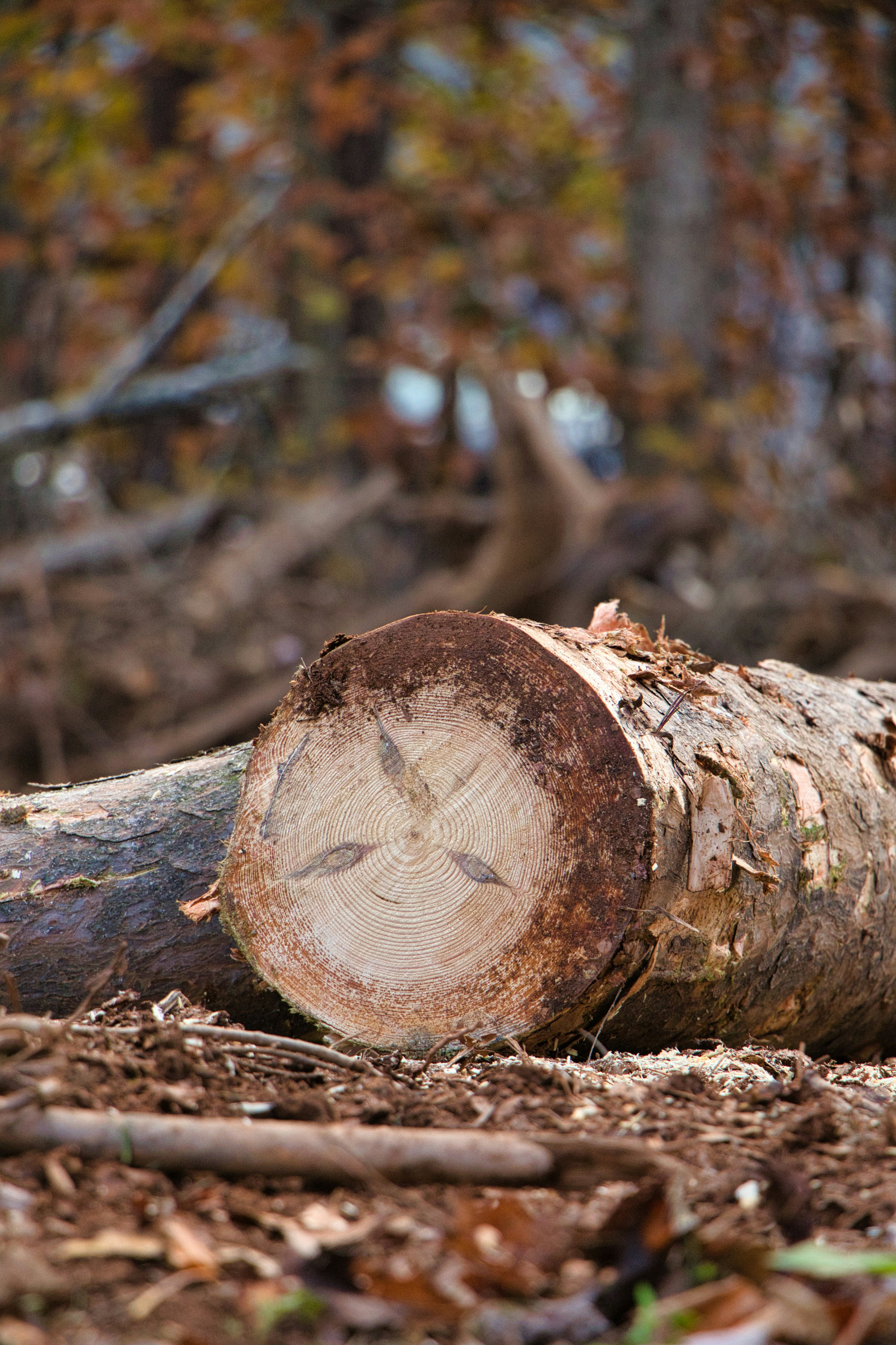 Photo by Chandler Cruttenden with Canon EOS 7D Mark II