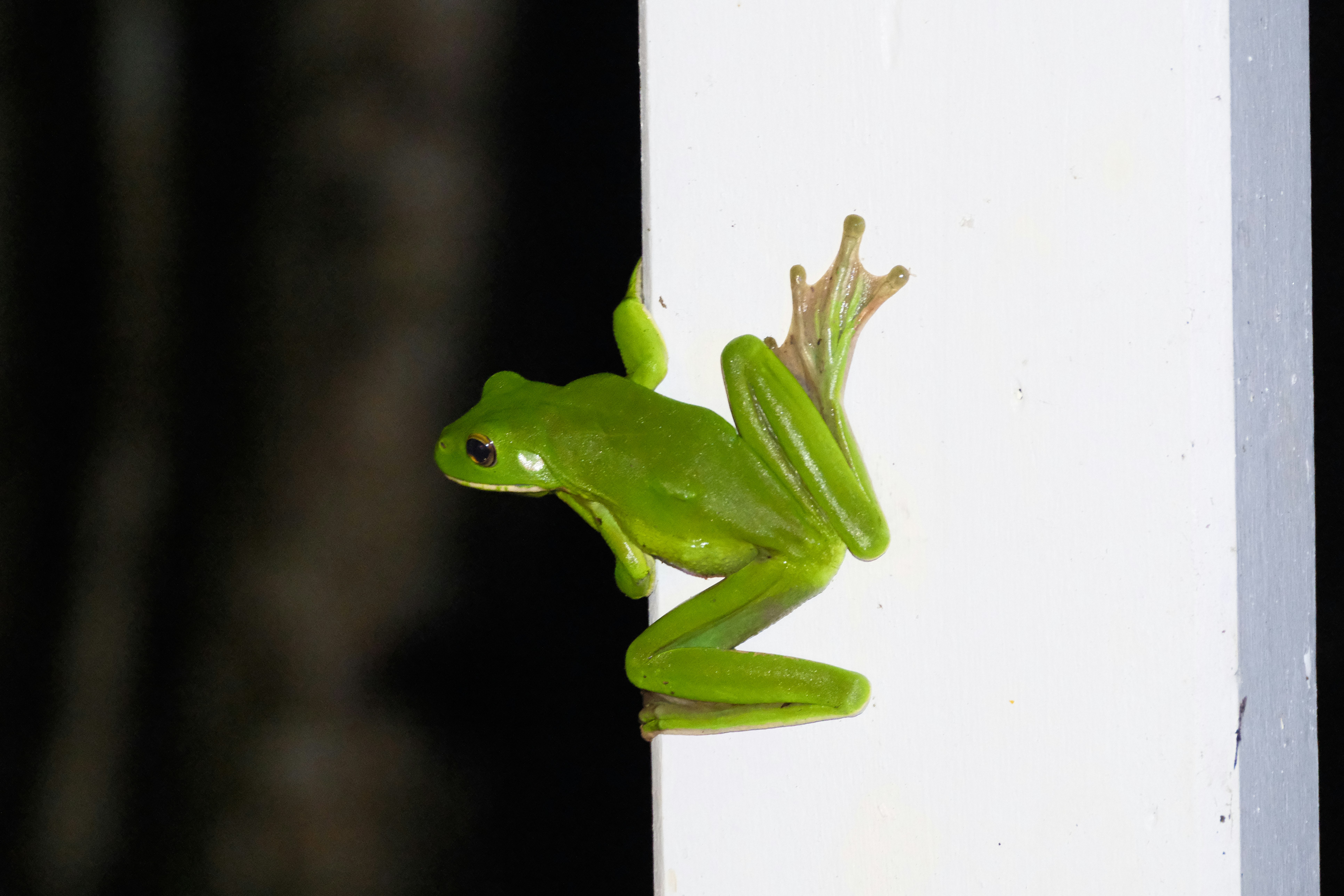 A green tree frog clings to a white pole. photo – Free Frog Image on ...