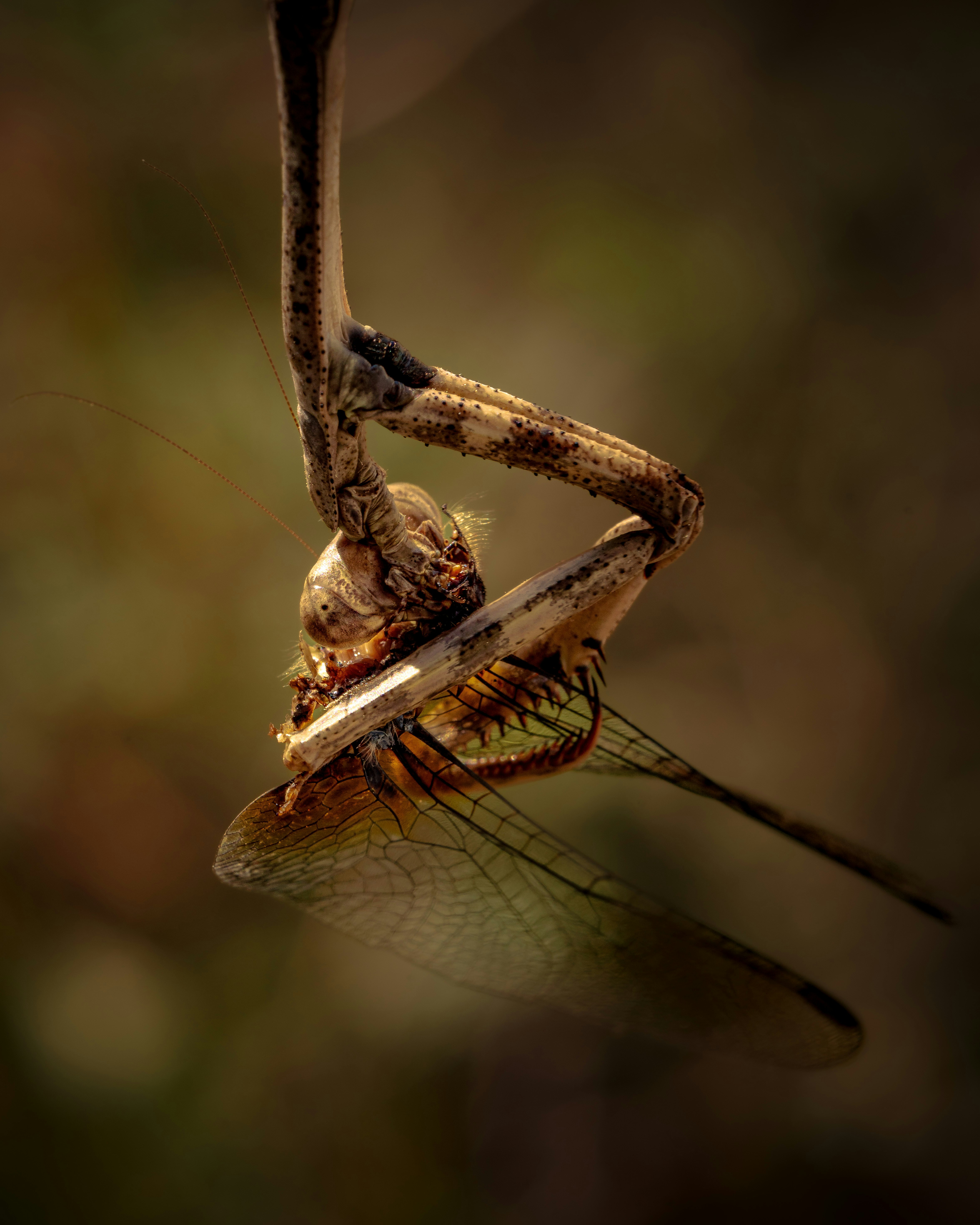 Embers on a Twig: Macro Portrait of a Dragonfly in Twilight