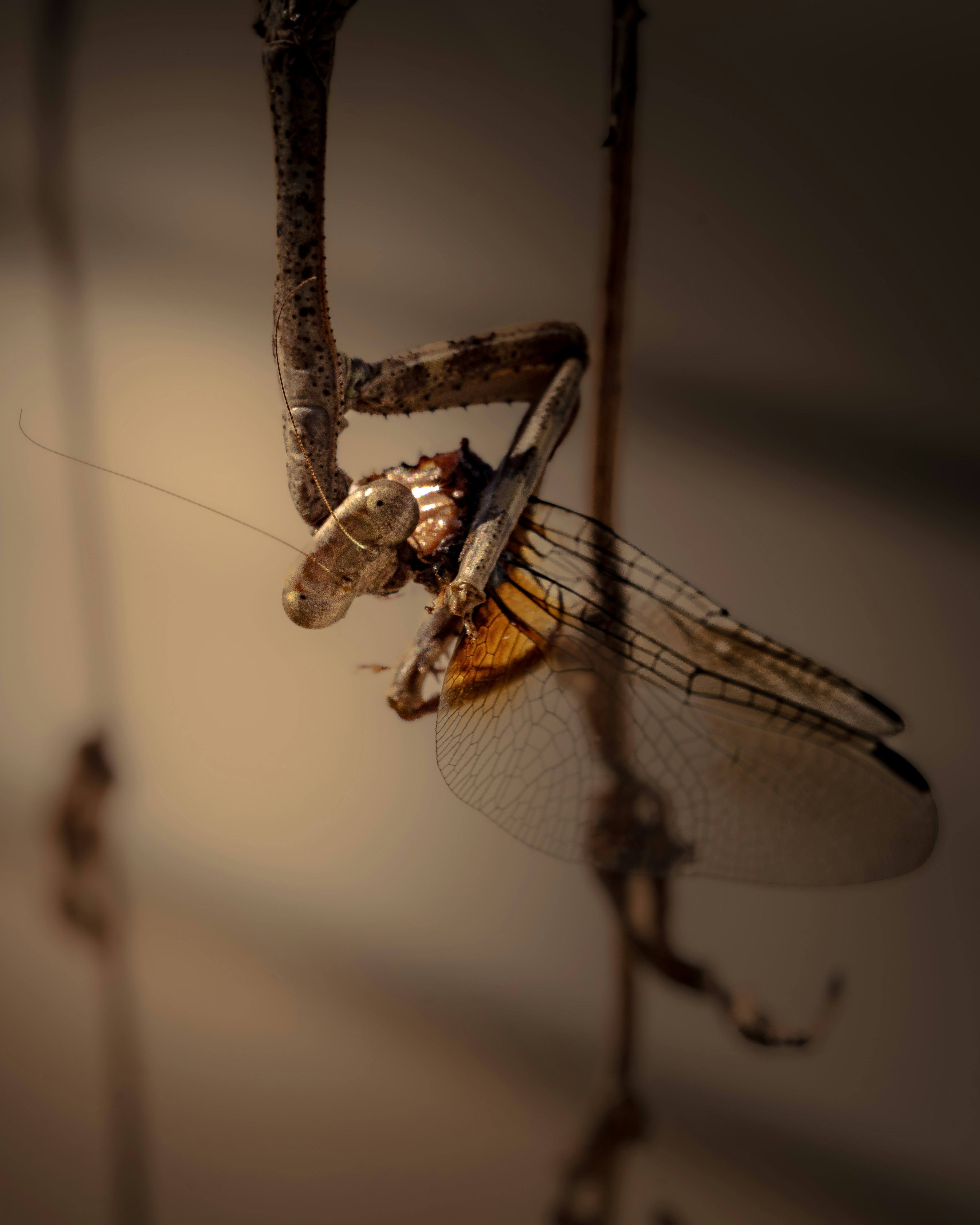 Amber-winged Dragonfly on a Withered Stem: a Quiet Macro Moment