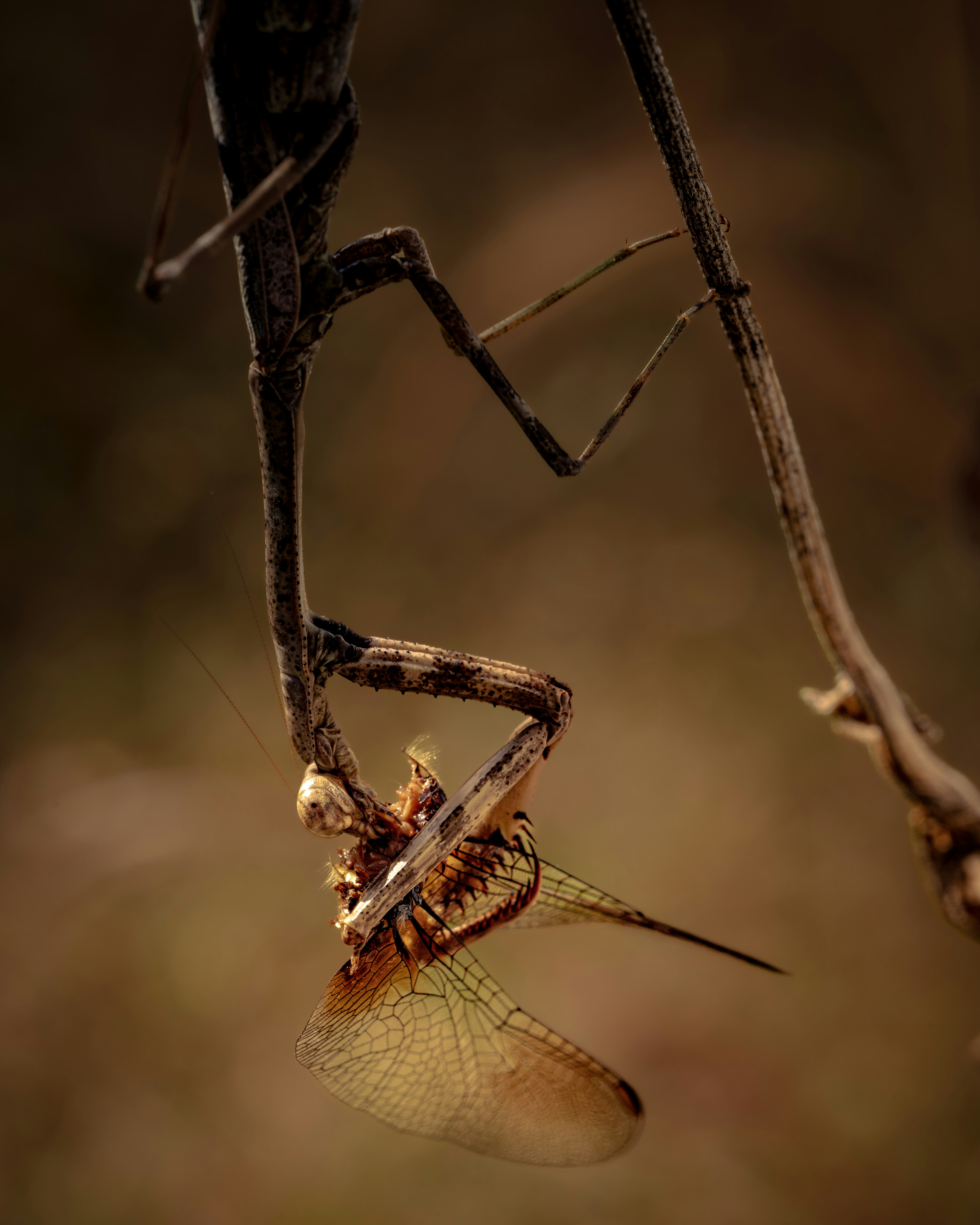 Amber Dragonfly Adrift on a Withered Branch
