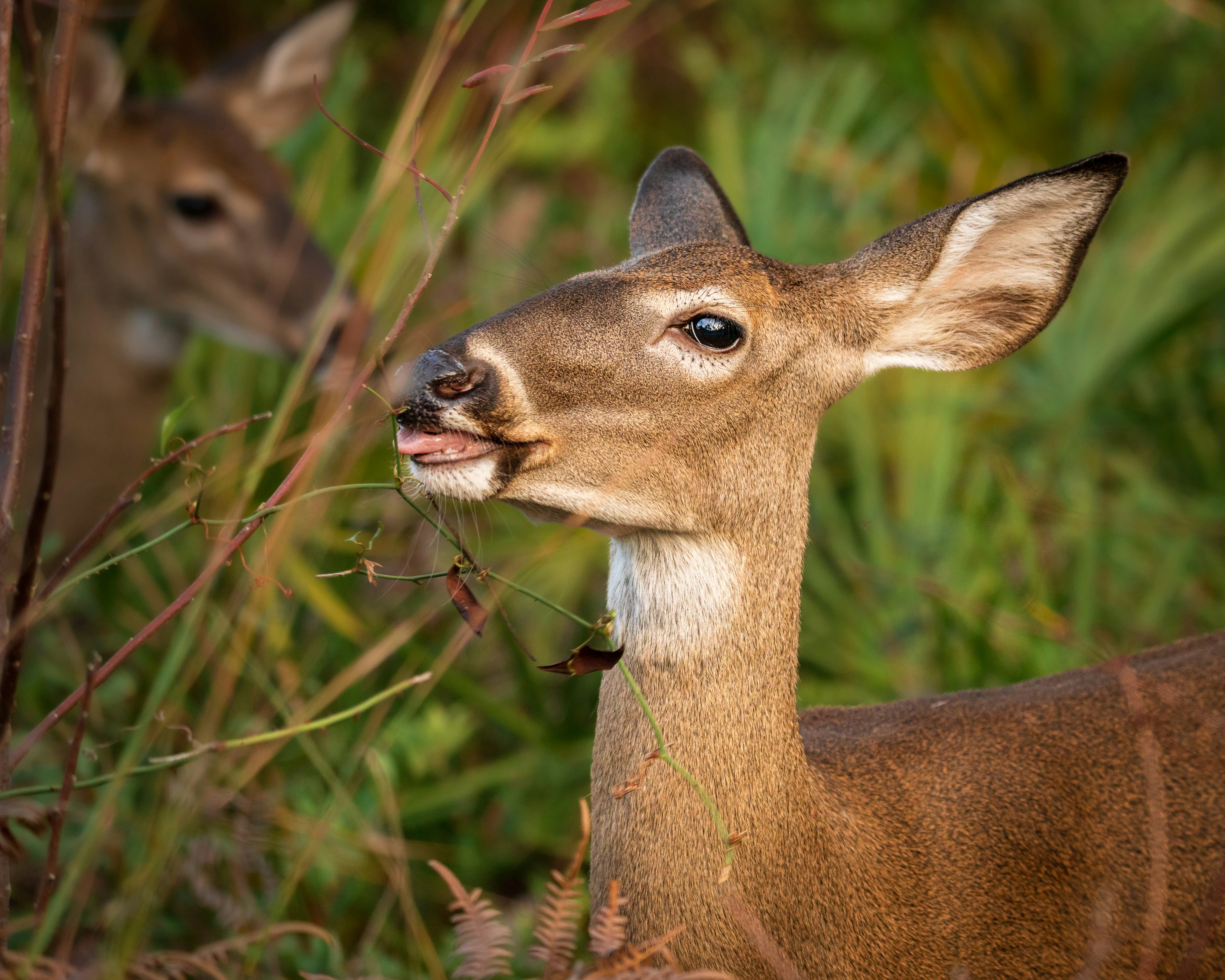 Gaze Through the Grass: A Deer Pause in Dappled Light