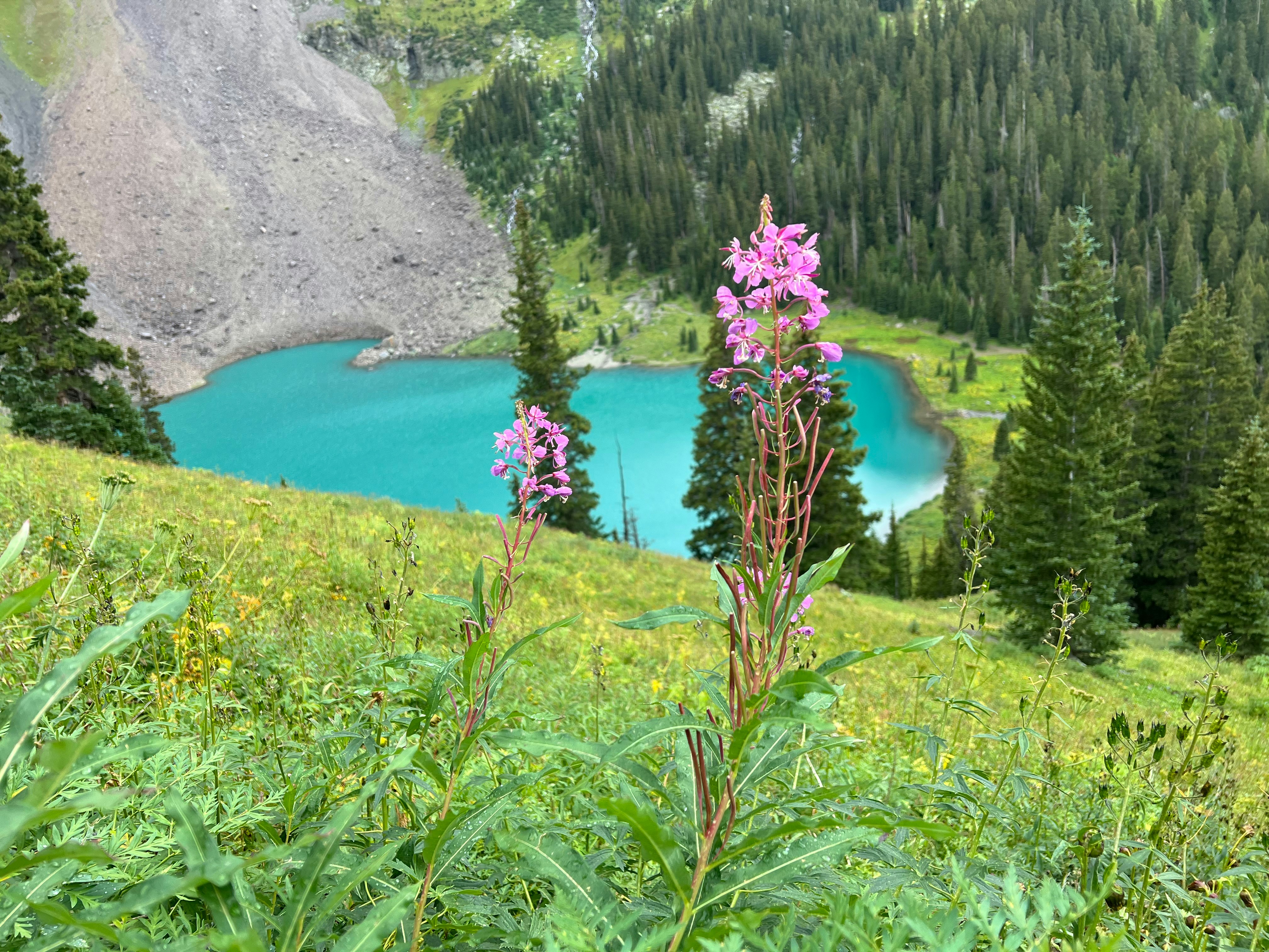 Pink Wildflower Frame Over a Turquoise Alpine Lake