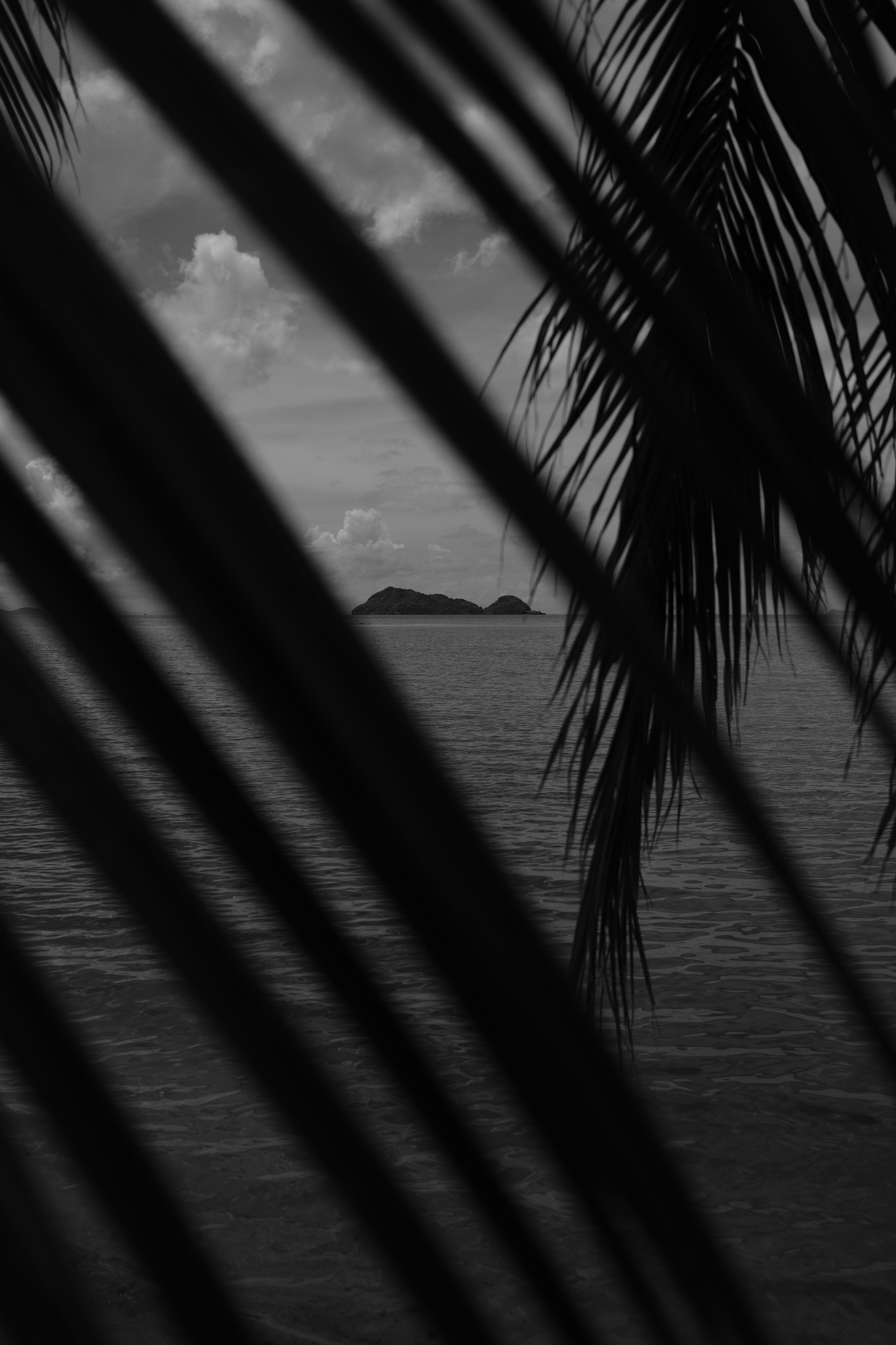 Fronds Framing a Distant Isle in Monochrome