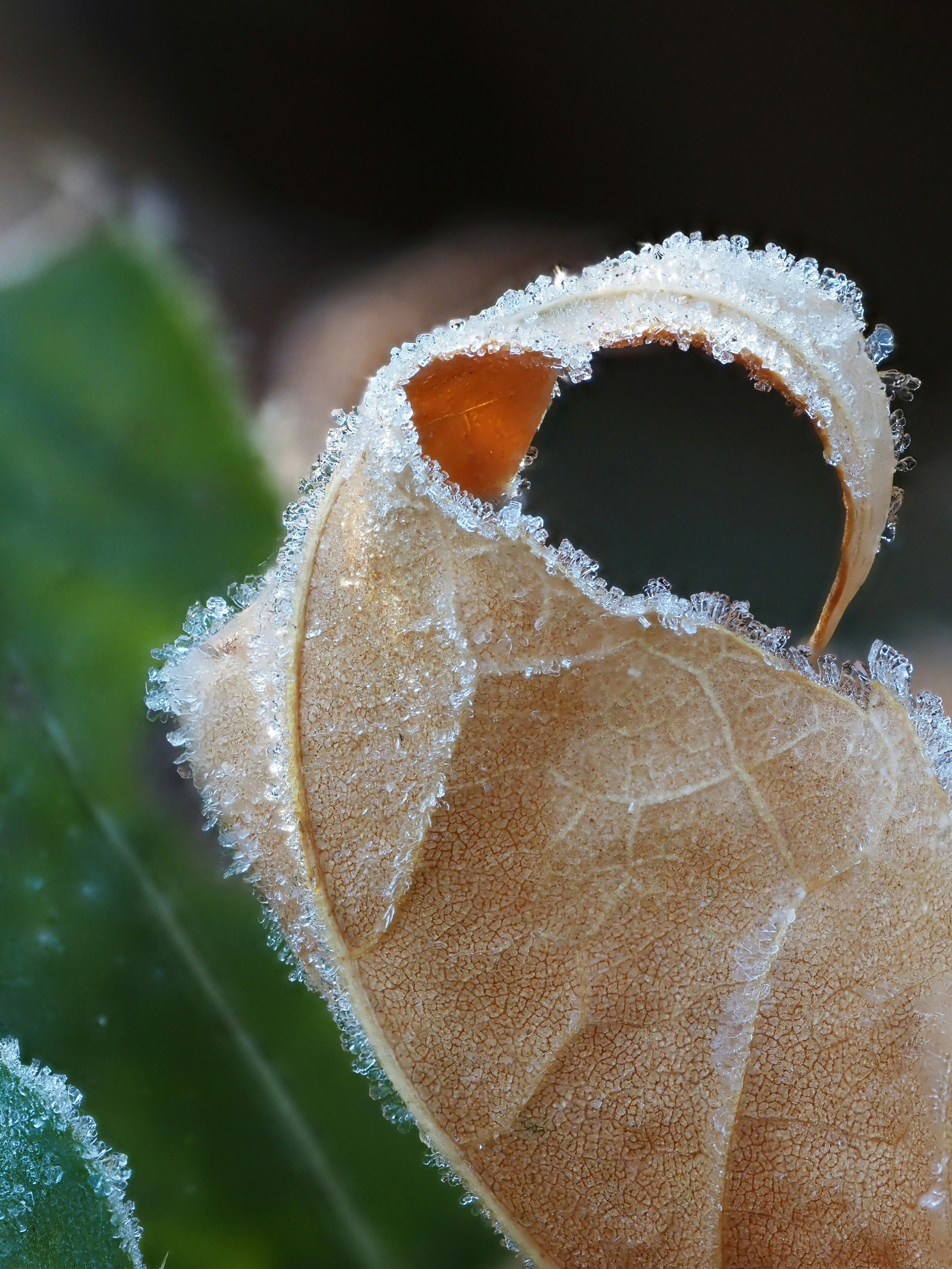 Crystal Rim on a Curling Leaf: Frost Adorns a Winter Edge