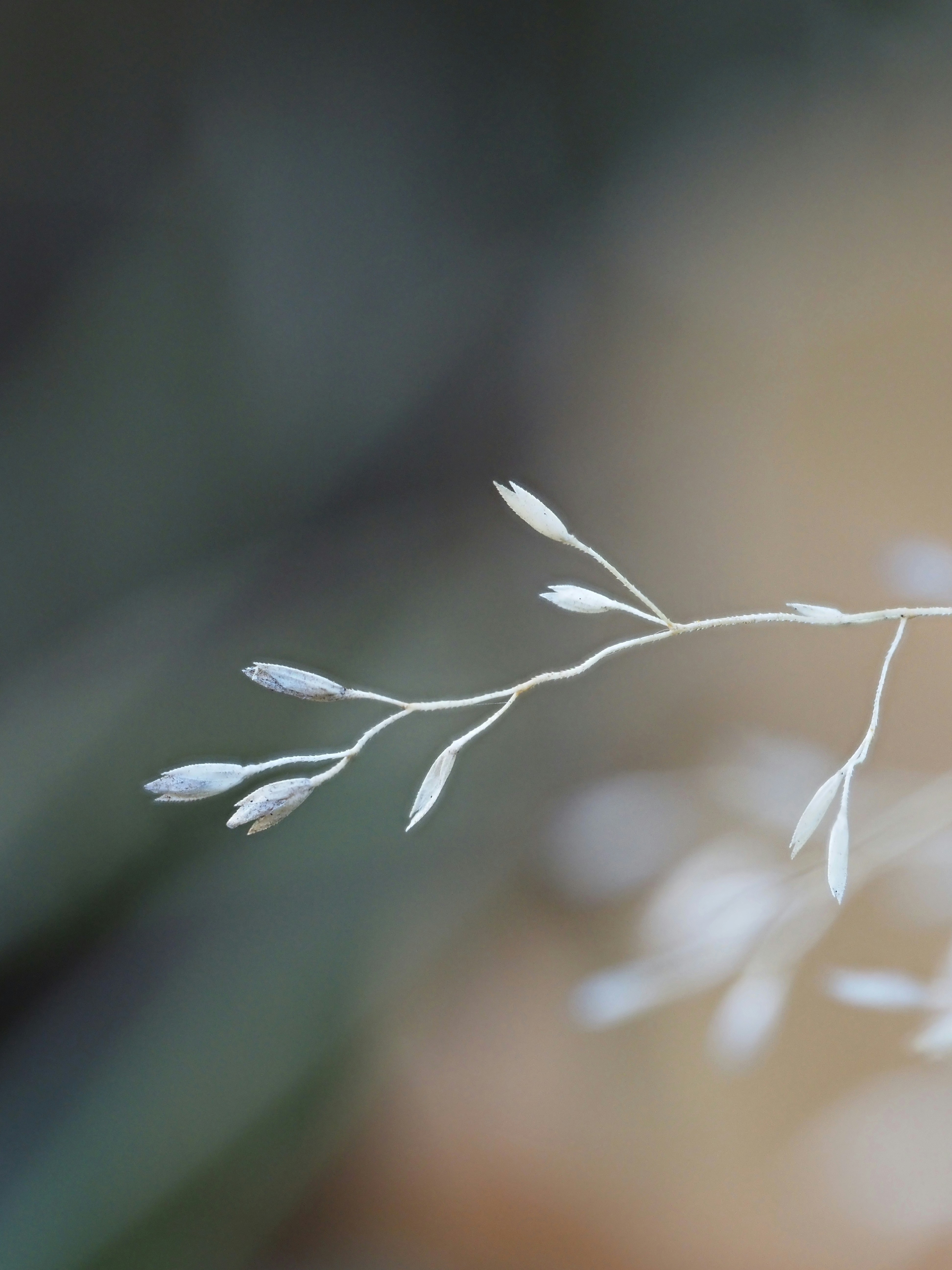 Frost-Kissed Sprig in Velvet Bokeh