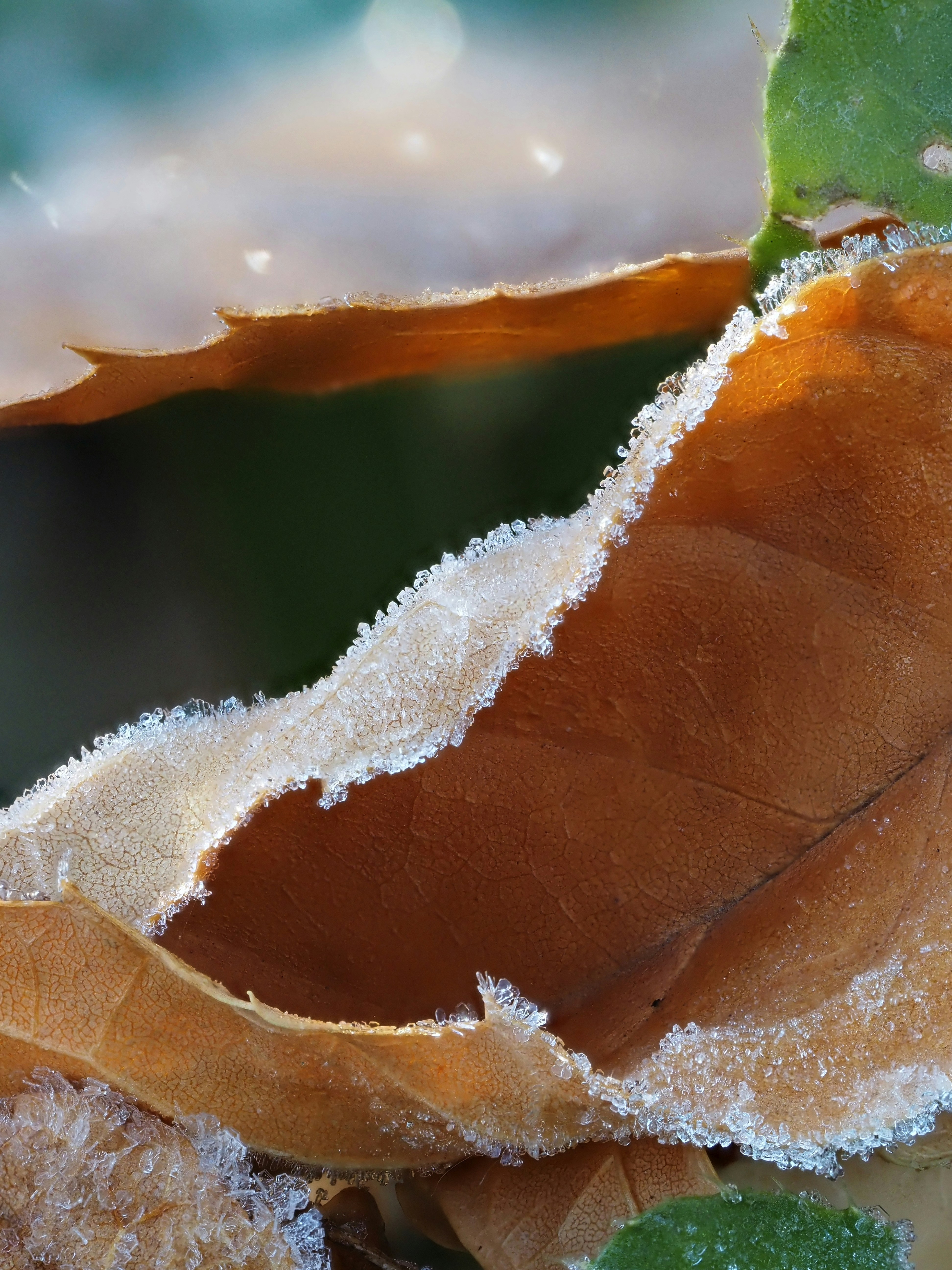 Crystal Fringes: Frost Adorns Autumn Leaves