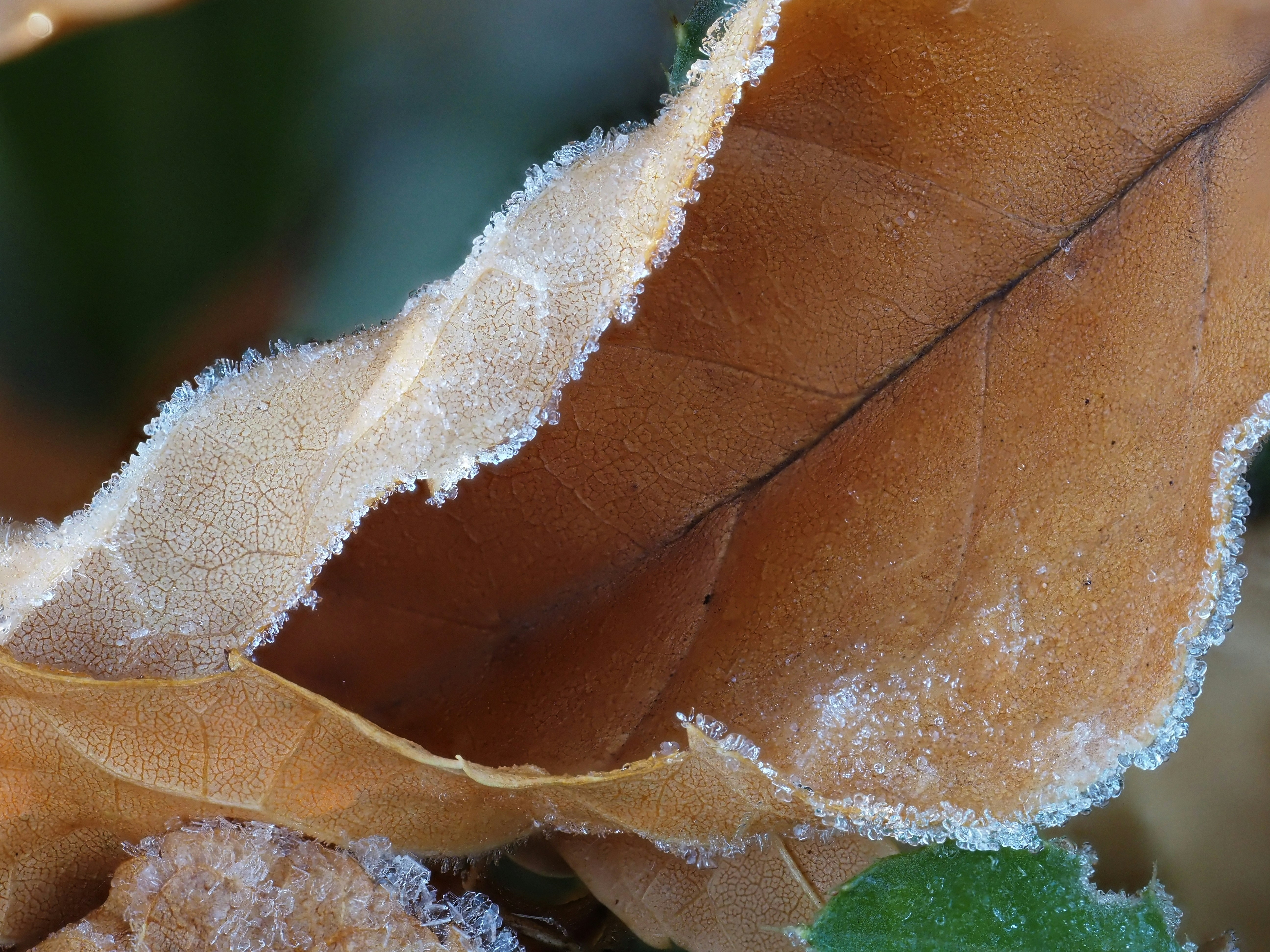 Crystal Fringes on a Winter-Brown Leaf