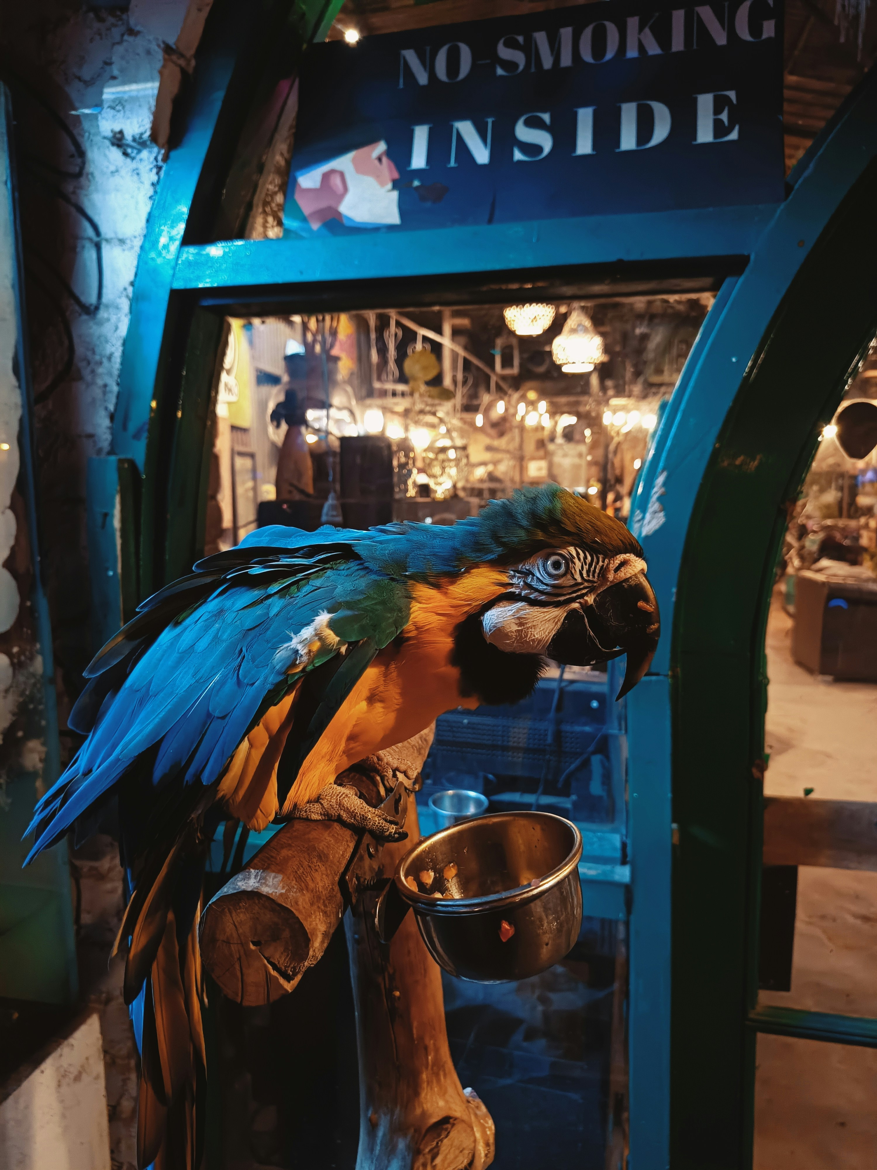 Saw a macaw.