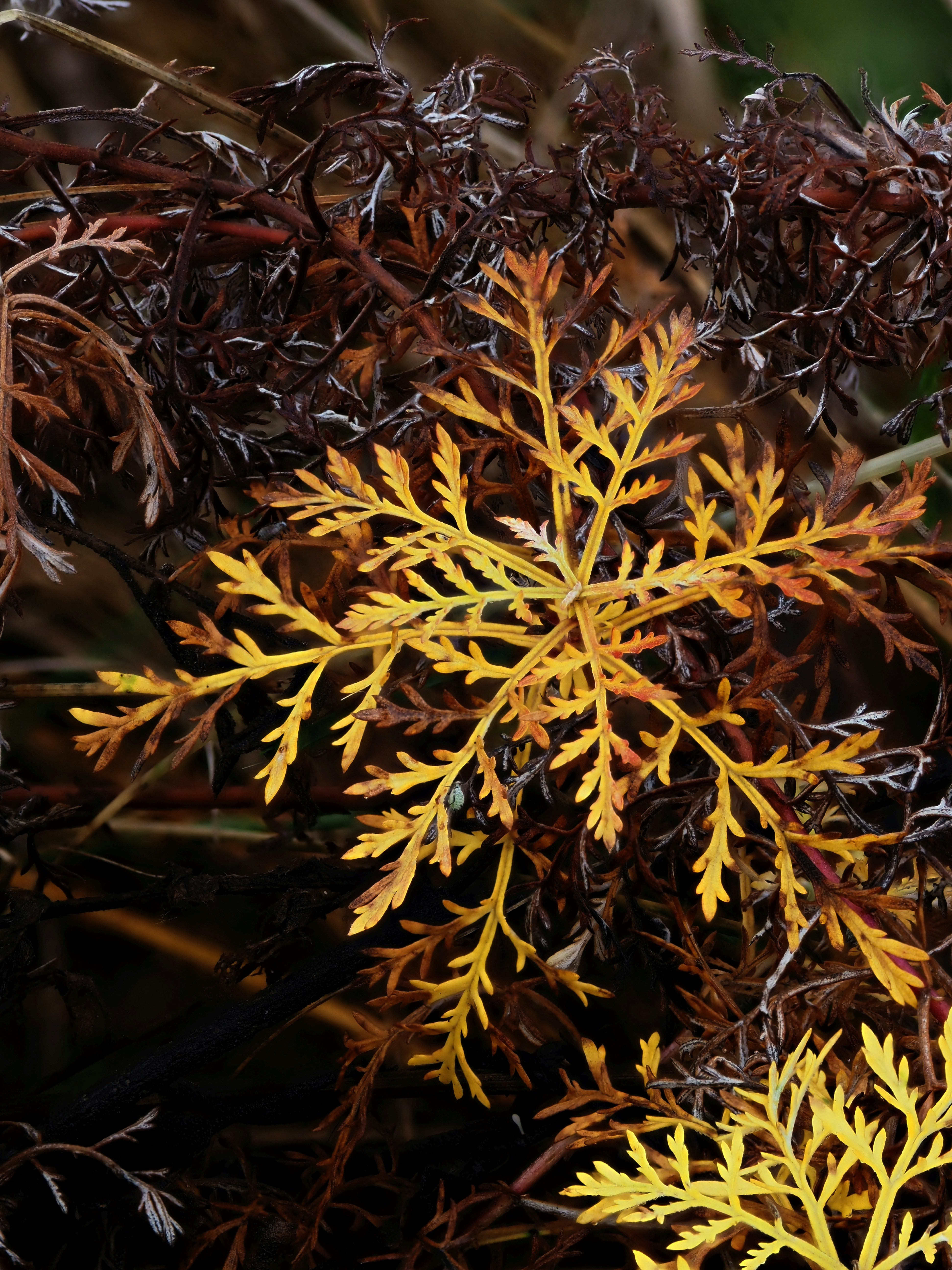 Ember-Frond: A Sunlit Fern Unfolds Through Twisted Shadows
