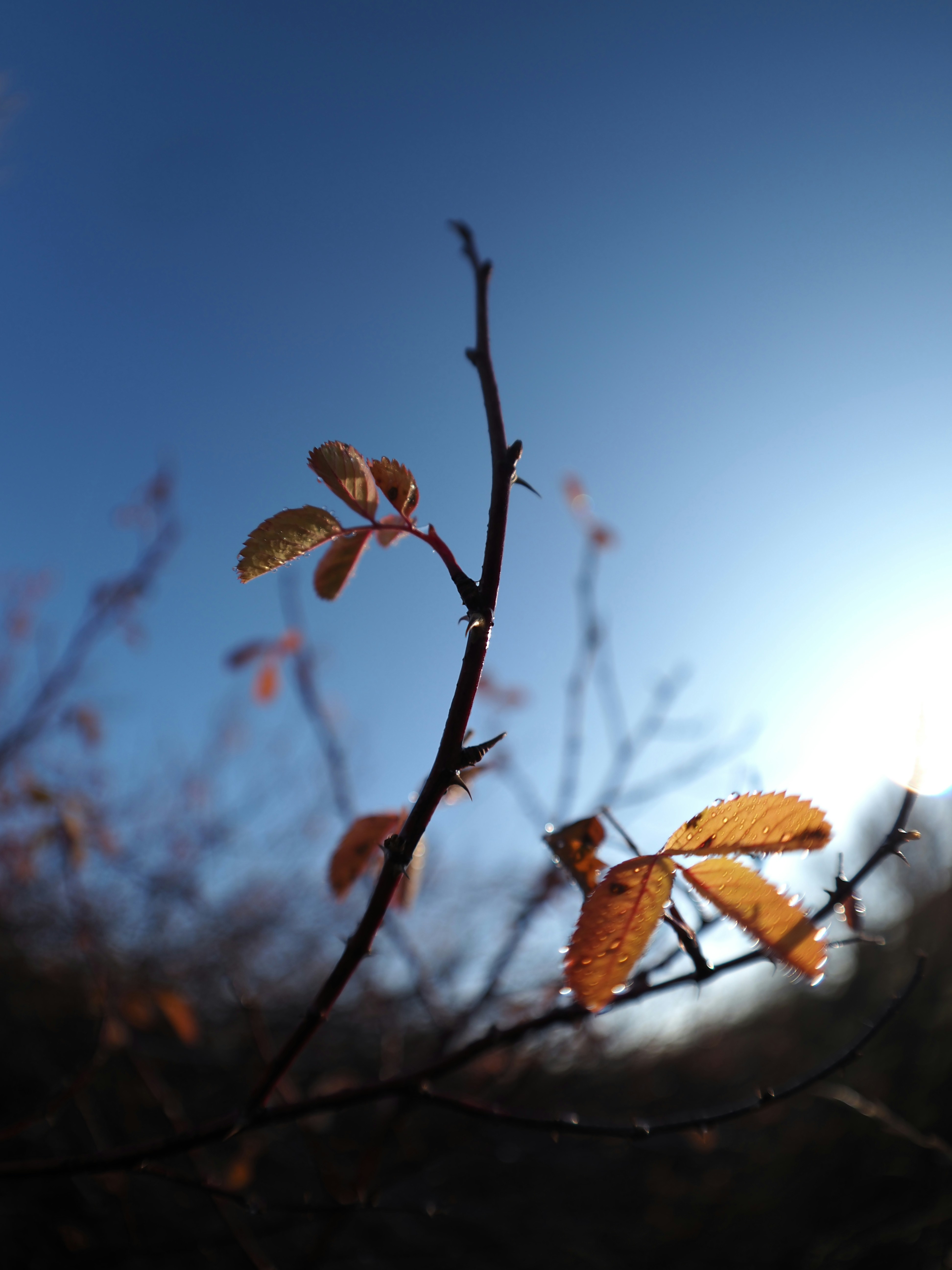Ember Leaves Backlit on a Slim Branch Against a Brisk Blue Sky