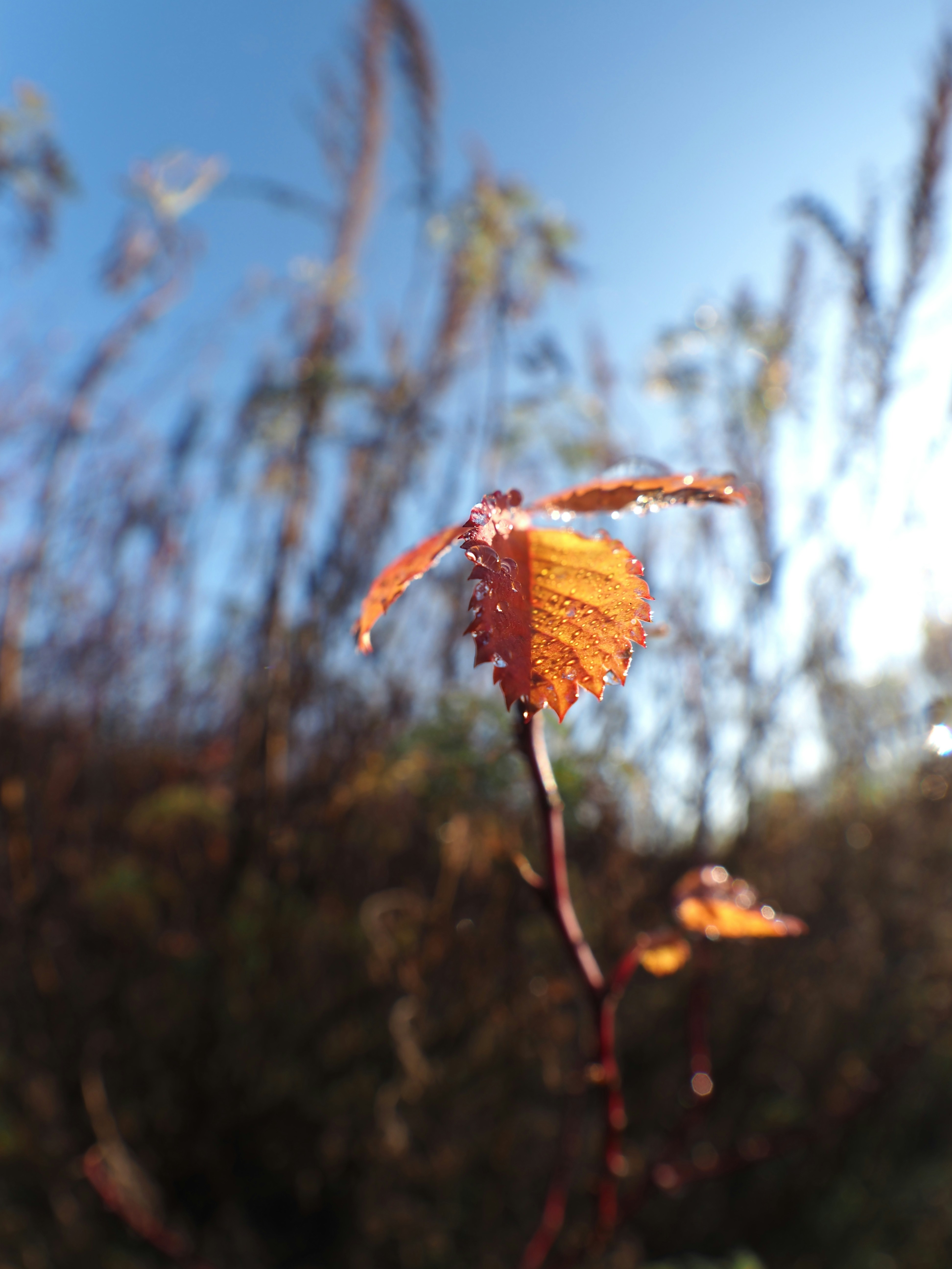 Crimson Leaf in Morning Light: A Study in Blur and Detail