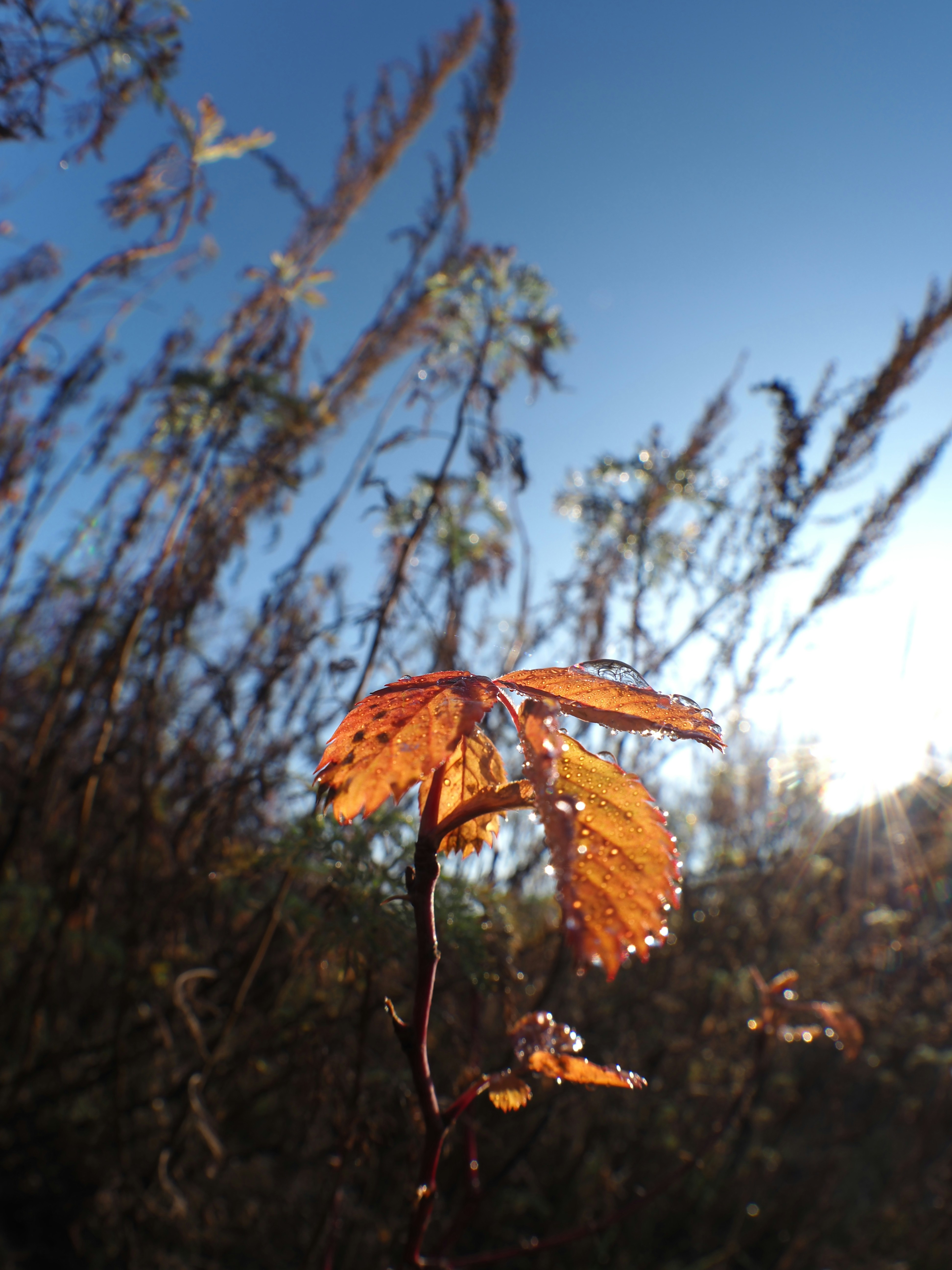 Dew-Kissed Crimson Leaf Reaching Toward the Sun