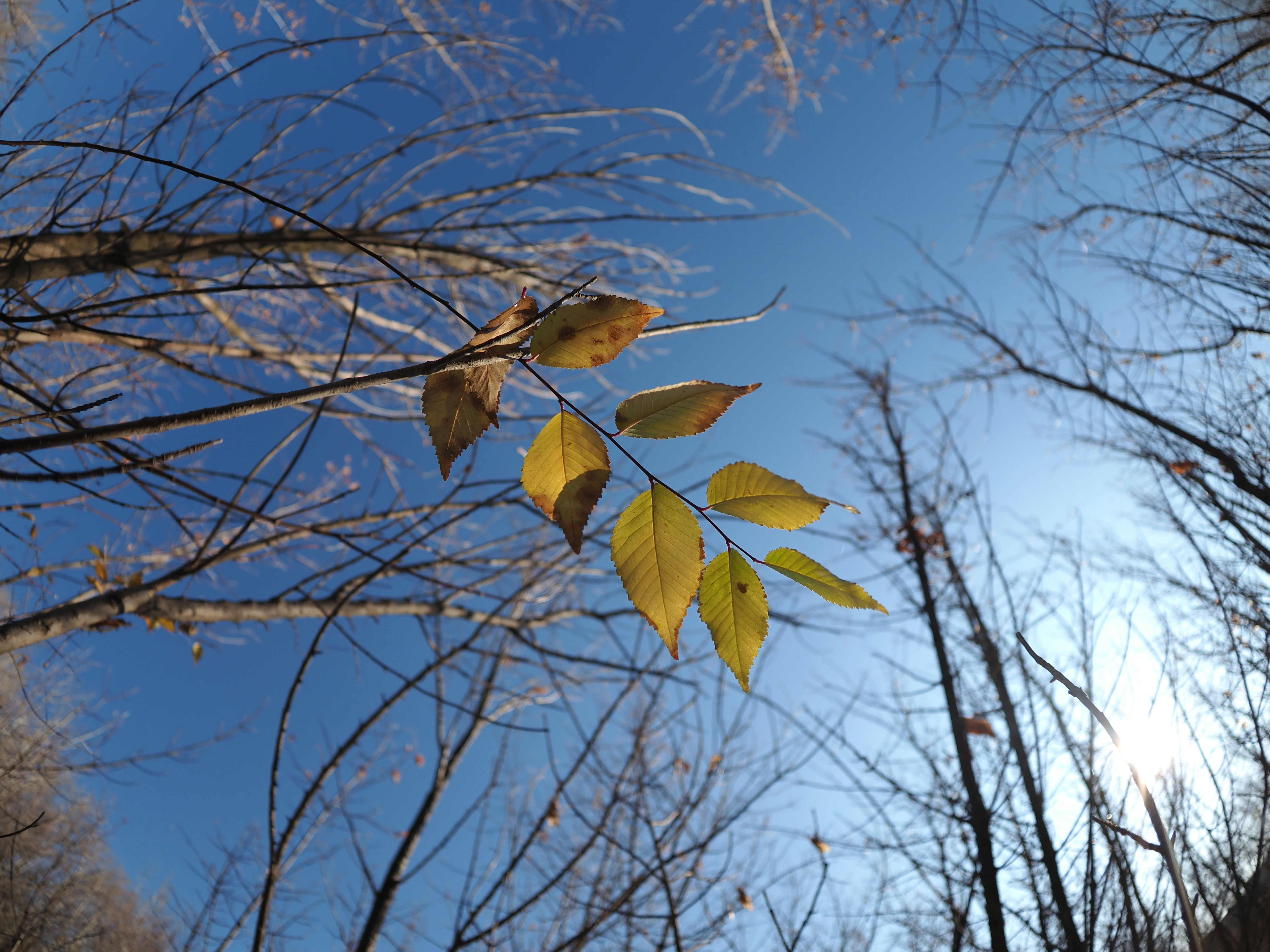 Gold Leaf in a Cobalt Sky: Quiet Moment Above Winter Branches