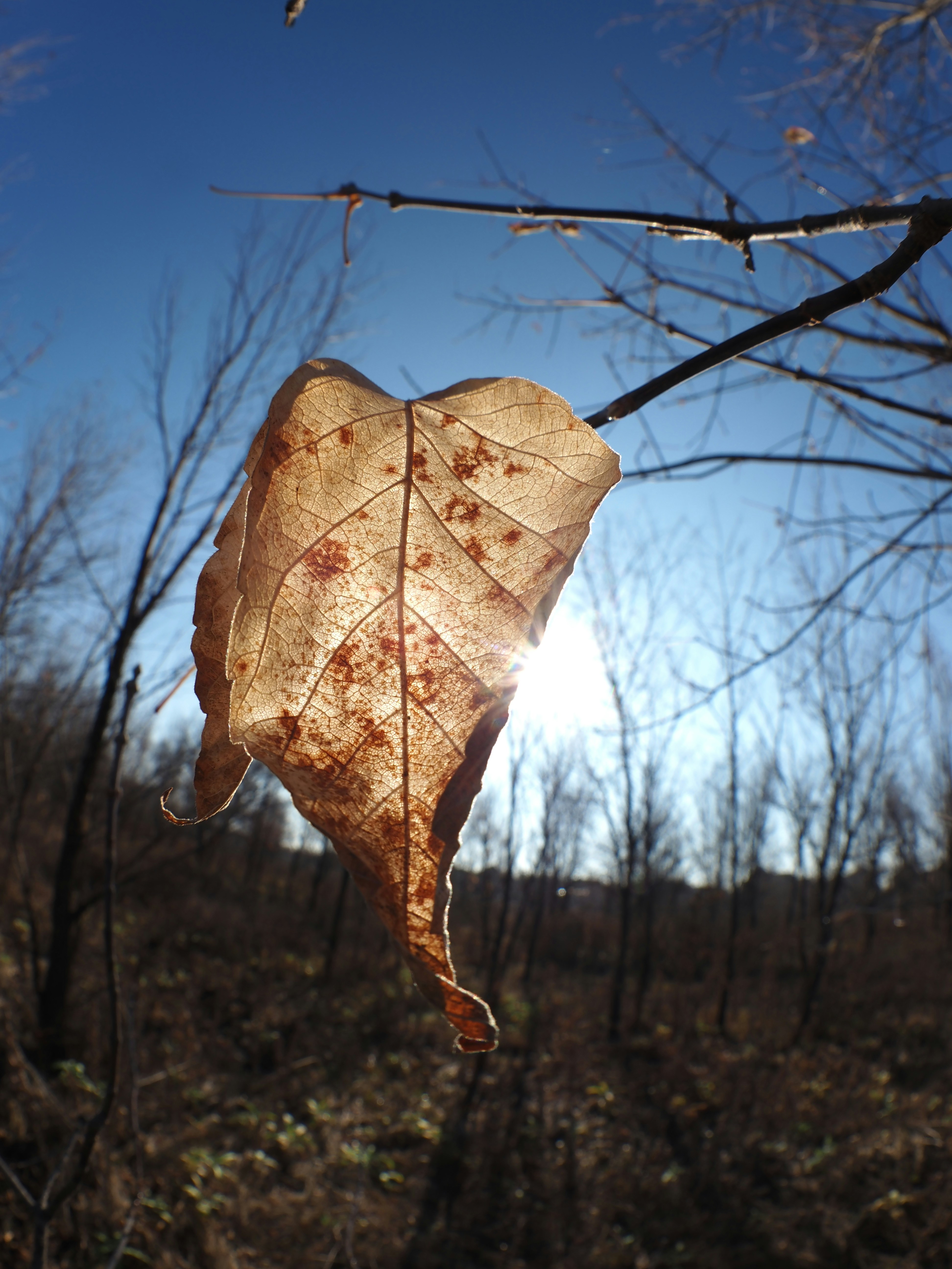 Sunlit Vein: a dried leaf piercing the cobalt winter sky