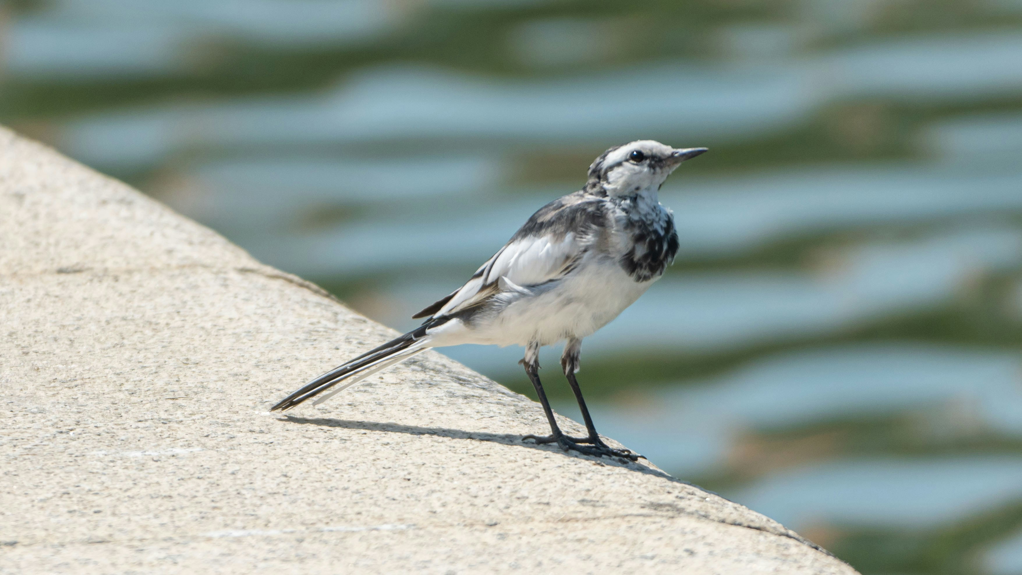 Perched Pied Wagtail on a sunlit seawall, surveying the rippling water